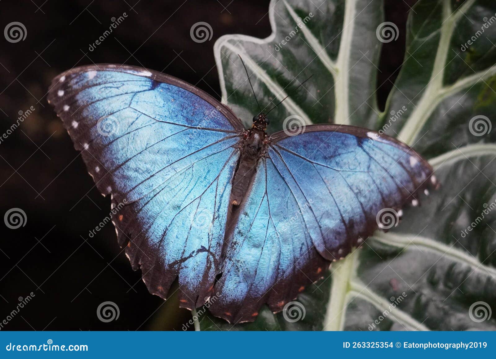 Morpho Butterfly Resting on a Leaf Stock Photo - Image of insecta ...