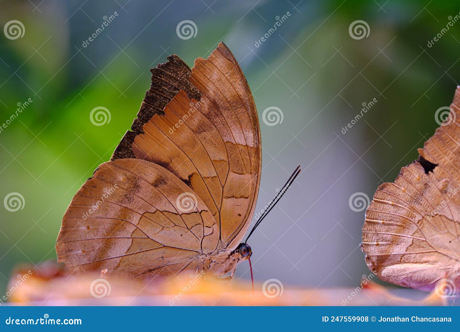 Morpho butterfly Morpho sp stock photo. Image of organism - 247559908