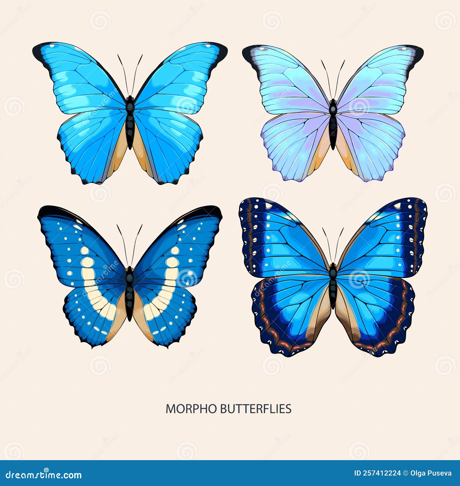 Morpho Butterfly Vector Art in Different Species Stock Vector ...