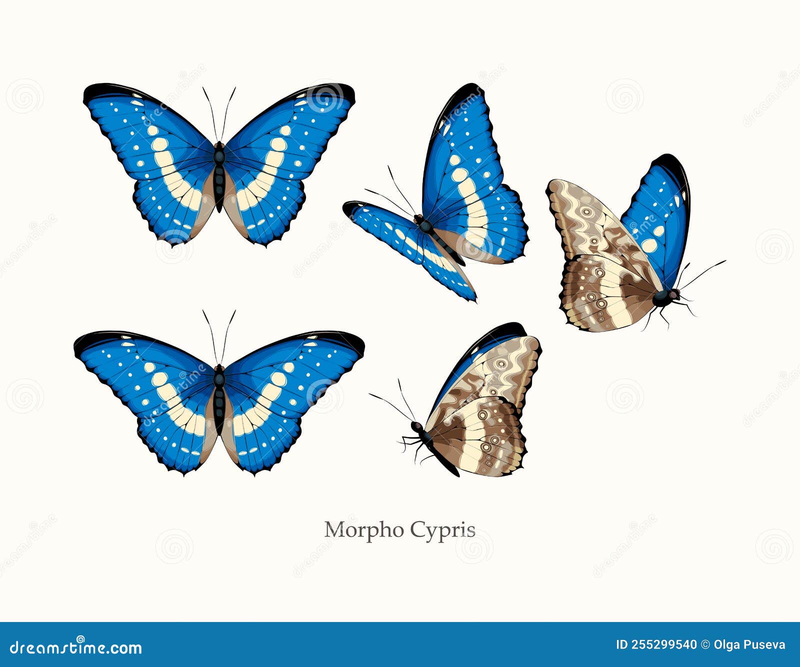Morpho Butterfly Vector Art in Different Views Stock Vector ...