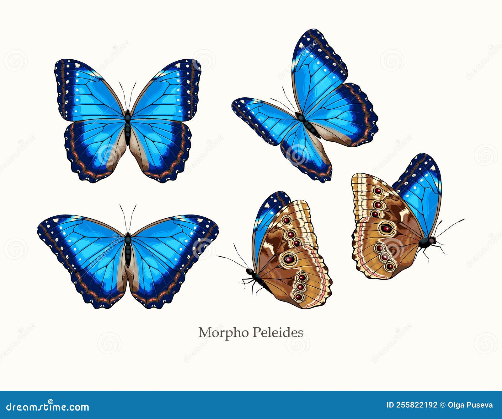 Morpho Butterfly Vector Art in Different Views Stock Vector ...