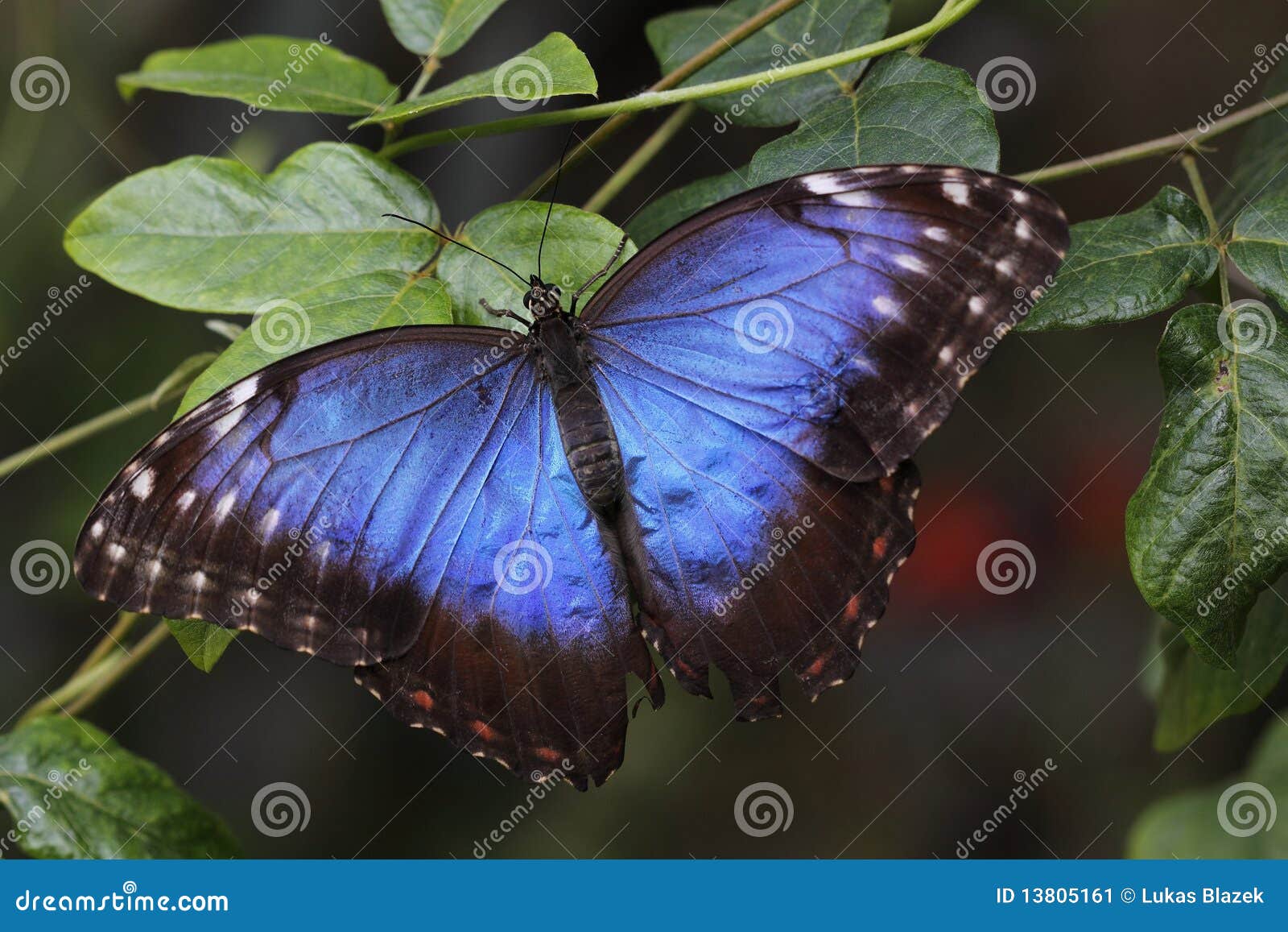 Morpho Del Azul De Peleides Imagen de archivo - Imagen de azul ...