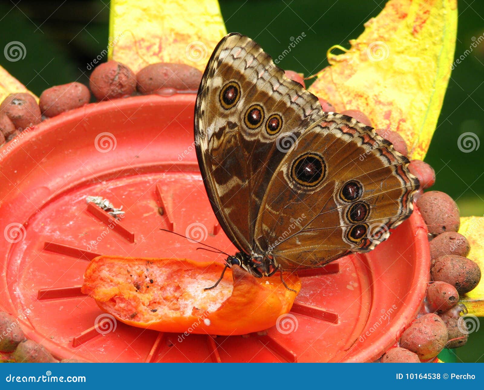Morpho peleides stock photo. Image of macro, animal, nymphalidae - 10164538