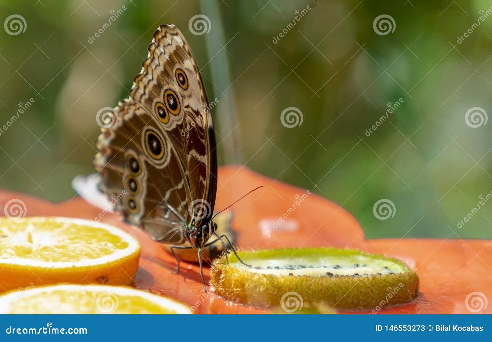 A Blue Jay Eating Gypsy Moth Caterpillars Royalty-Free Stock Photo ...