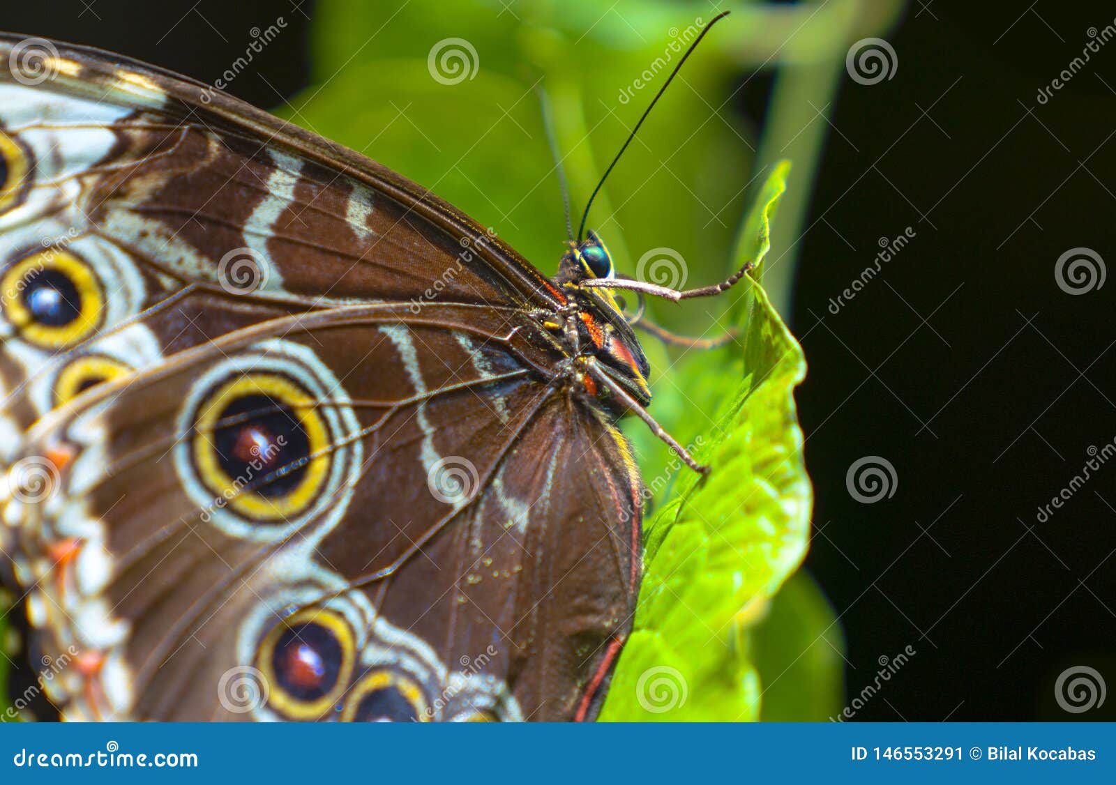 Morpho Peleides Blue Morpho on Green Foliage Stock Image - Image of ...