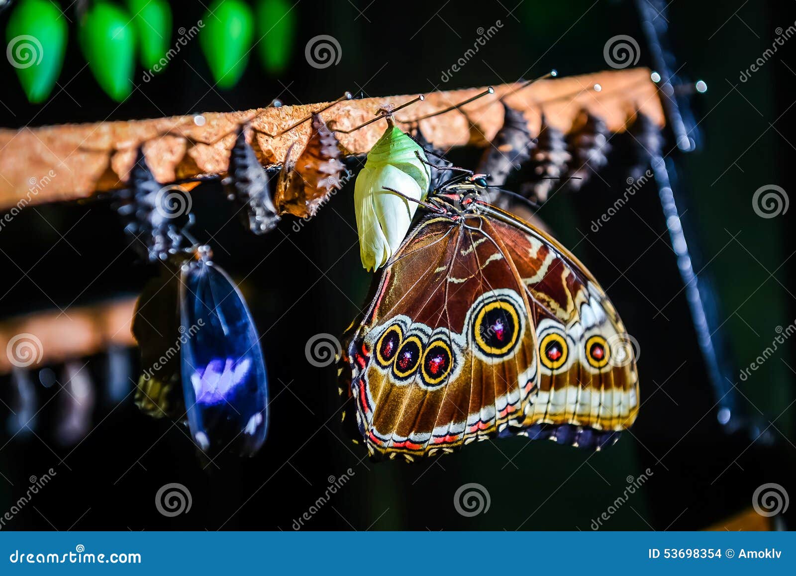Morpho Peleides Blue Morpho Eating Fruit Royalty-Free Stock Image ...