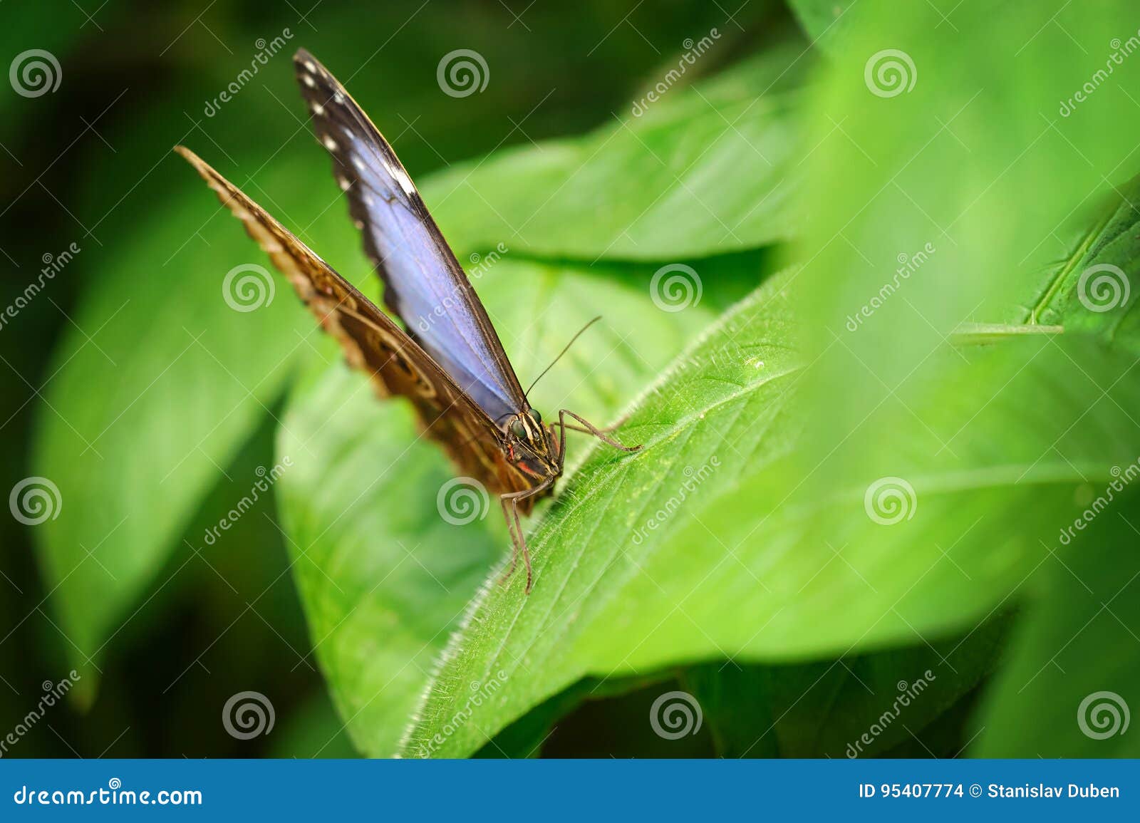 Morpho Peleides from Front. Macro Detail of Blue Butterfly from Front ...