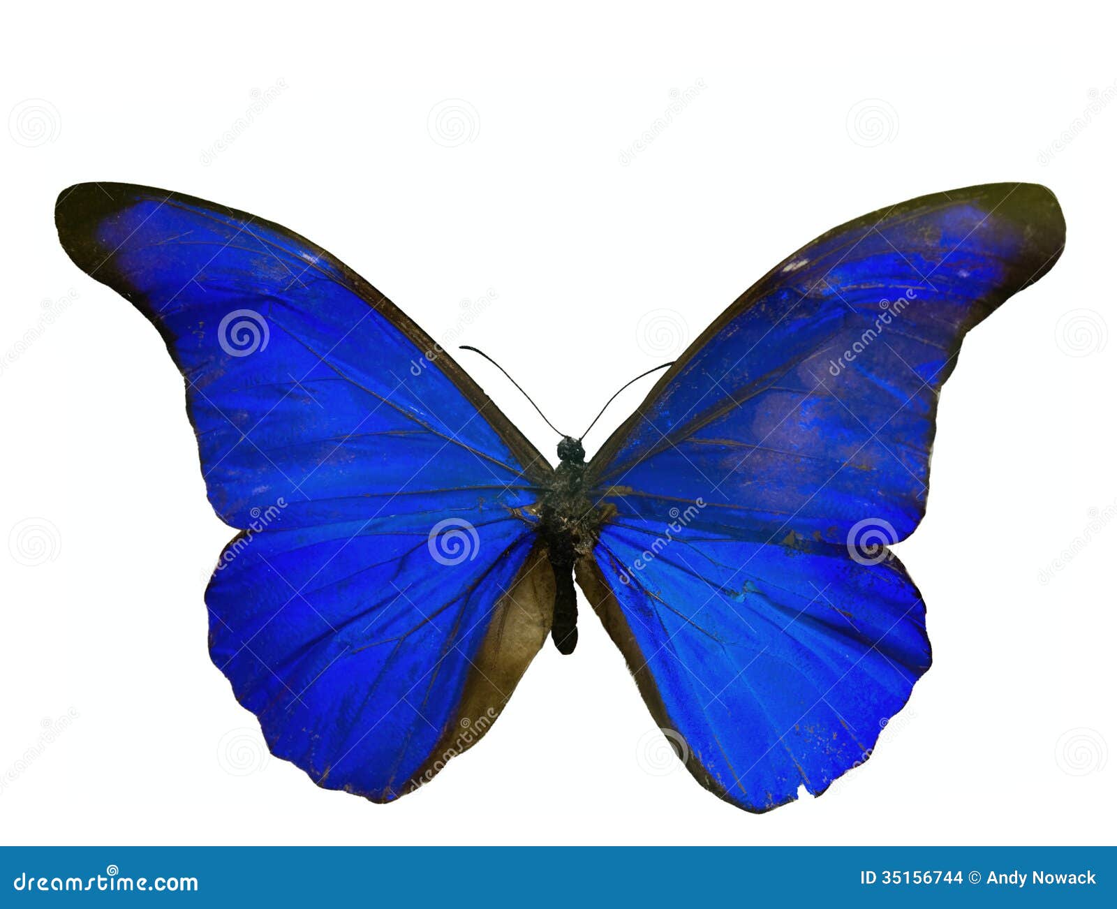 Morpho rhetenor stock photo. Image of beautiful, adult - 35156744