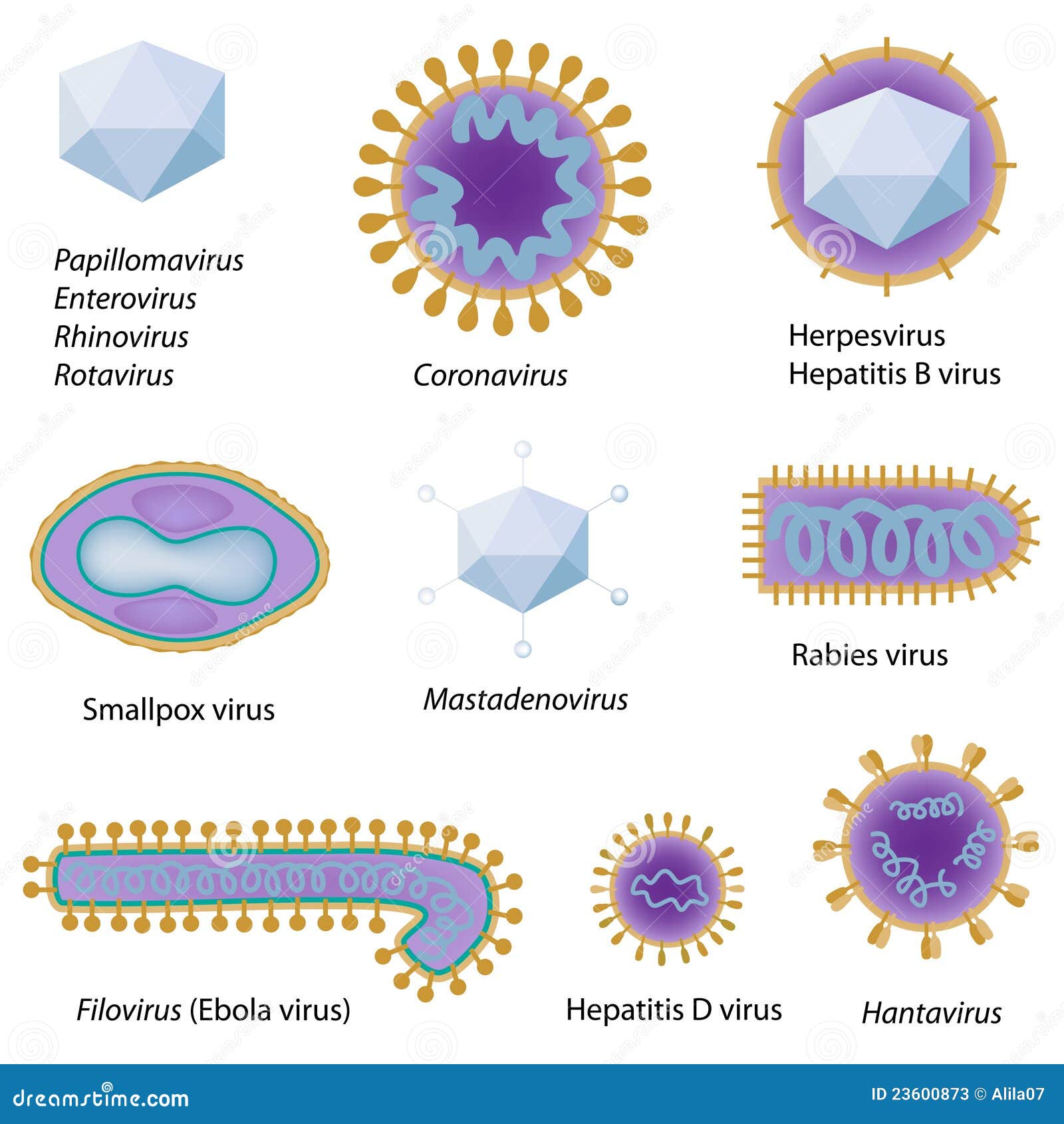 Morphologie Des Virus Communs Photos stock - Image: 23600873