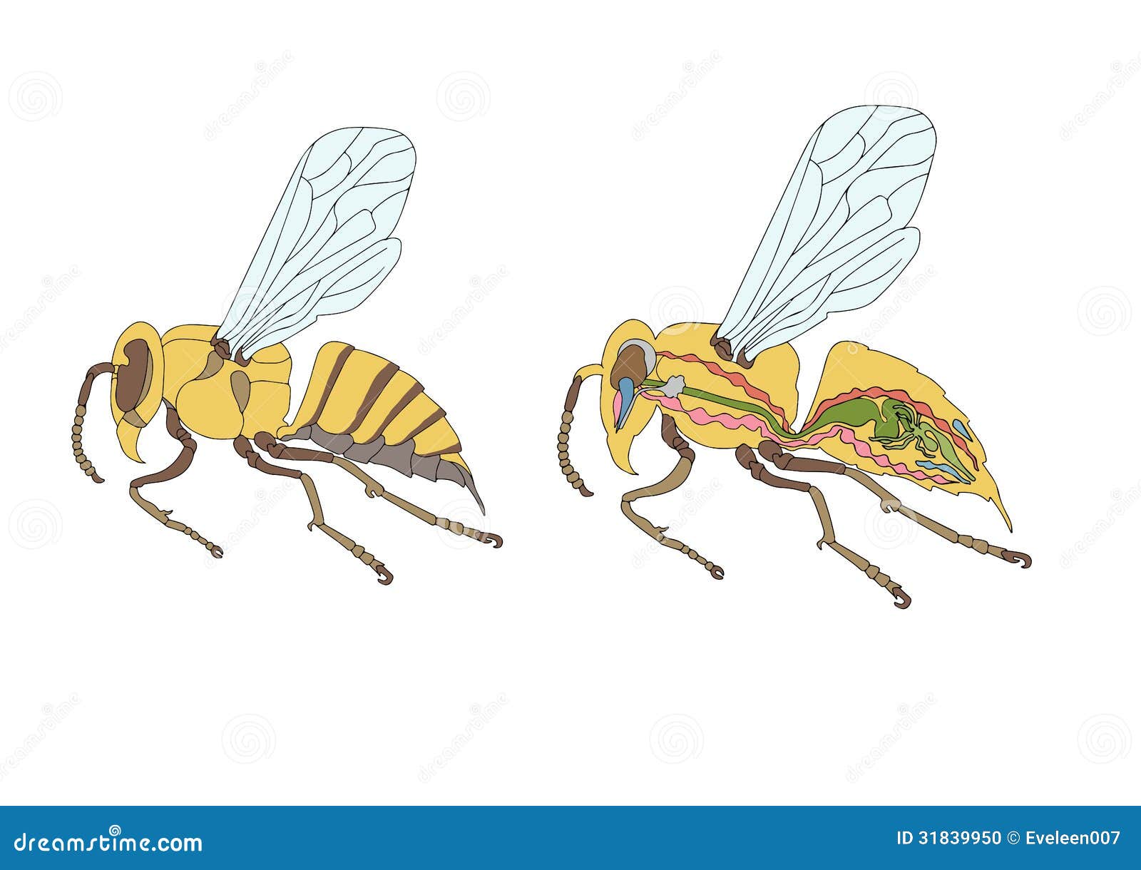 Morphology Cartoons, Illustrations & Vector Stock Images - 12232 ...