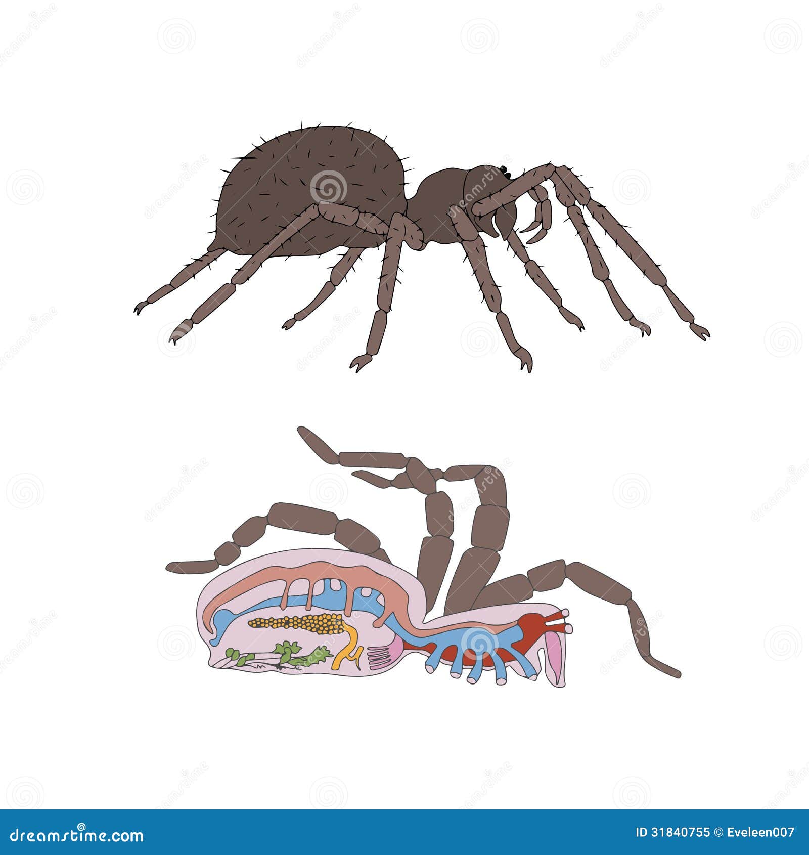 Morphology Cartoons, Illustrations & Vector Stock Images - 12232 ...