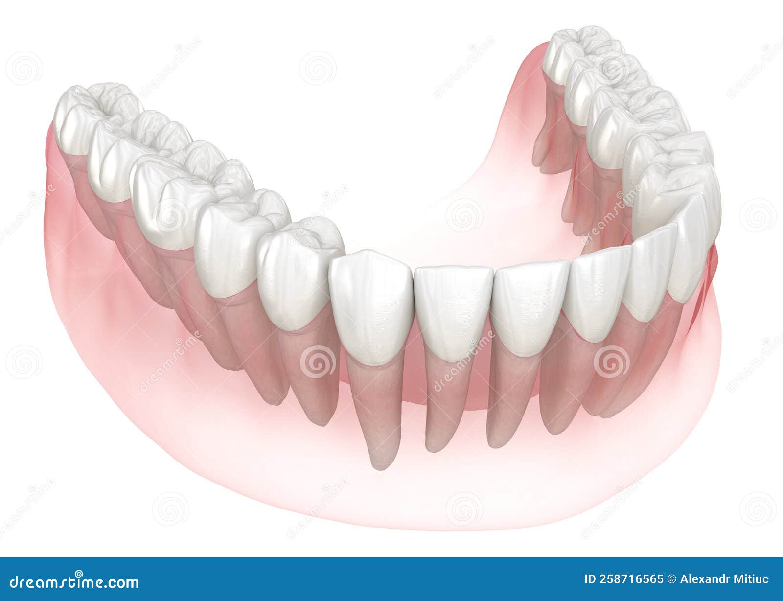 Morphology of human teeth. stock illustration. Illustration of closeup ...