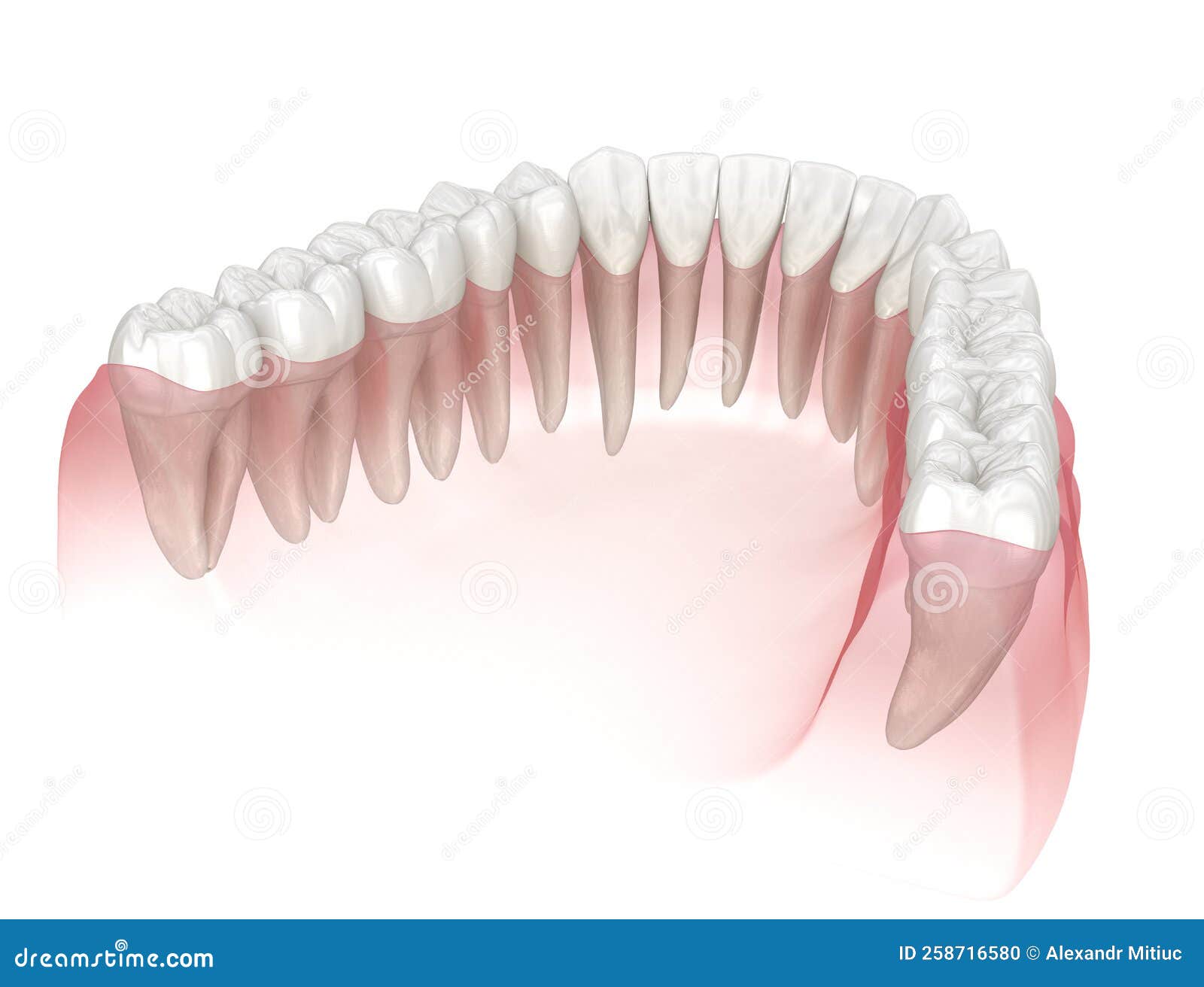 Morphology of human teeth. stock illustration. Illustration of natural ...