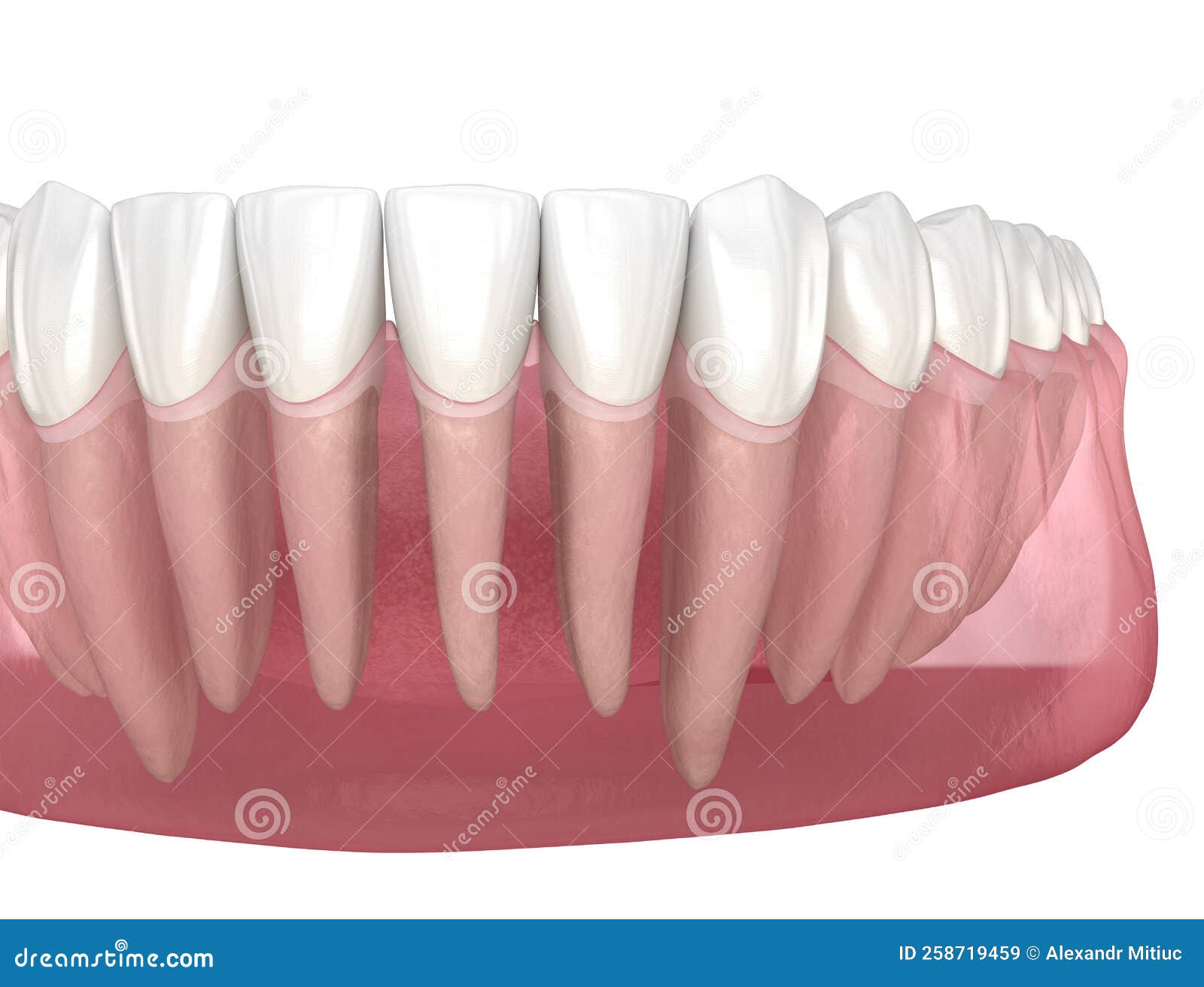 Morphology of Human Teeth. Medically Accurate Tooth 3D Illustration ...