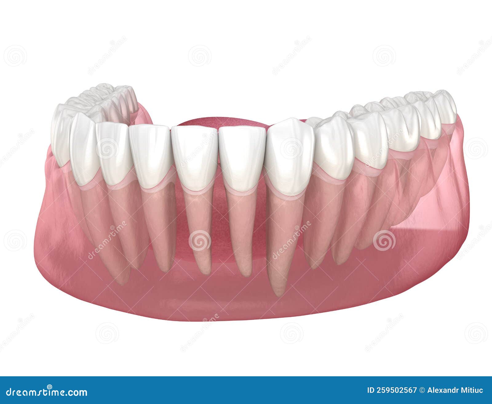 Morphology of Human Teeth. Medically Accurate Tooth 3D Illustration ...