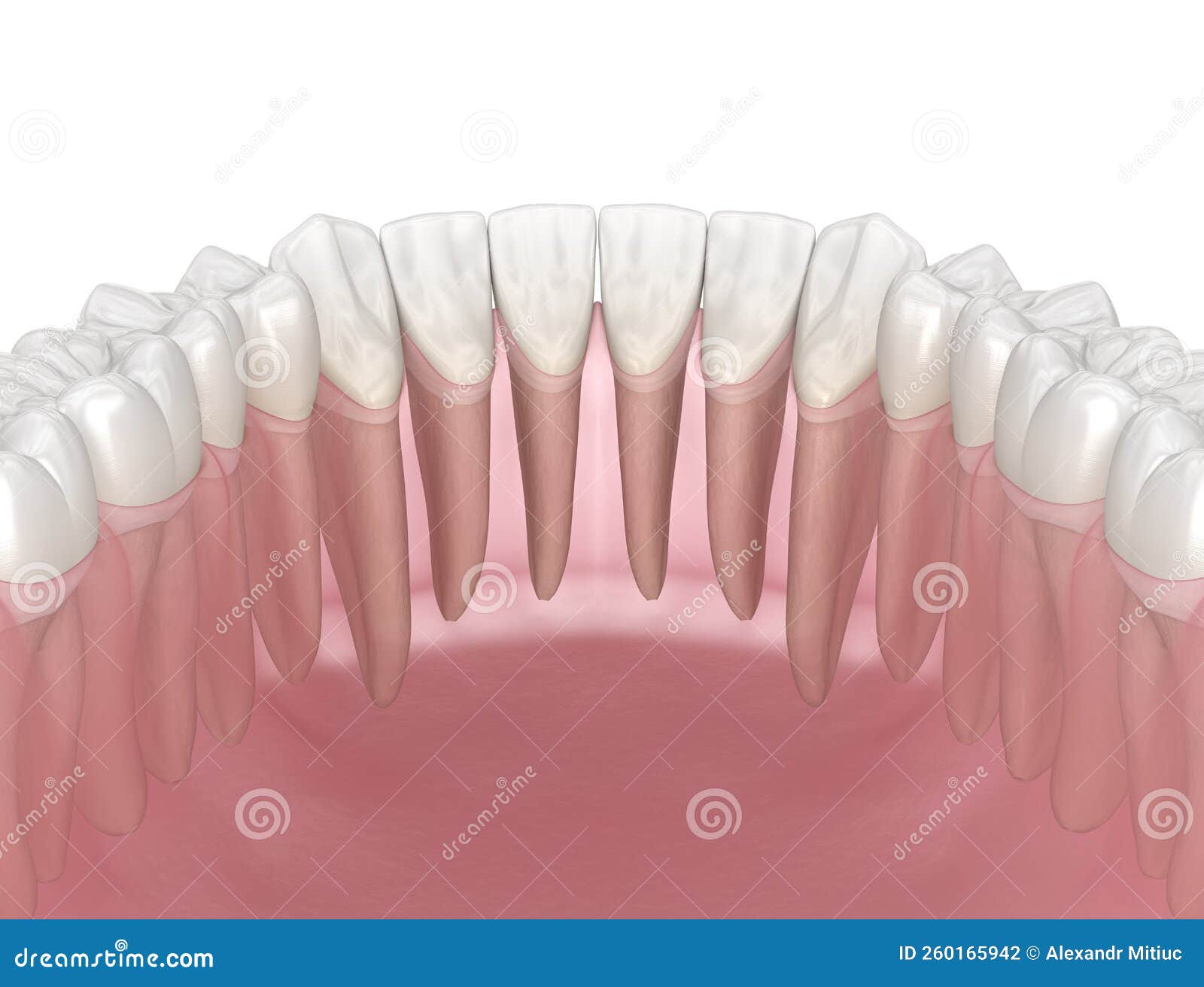 Morphology of Human Teeth. Medically Accurate Tooth 3D Illustration ...