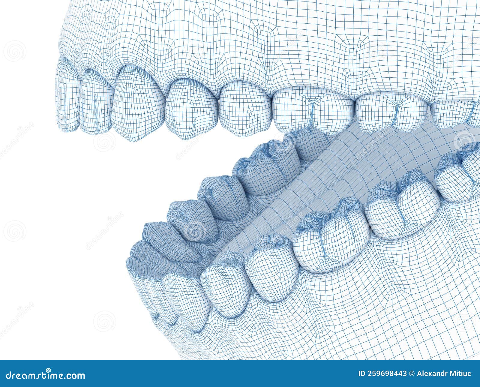 Morphology of Mandibular Human Gum and Teeth. Wire 3d Model ...