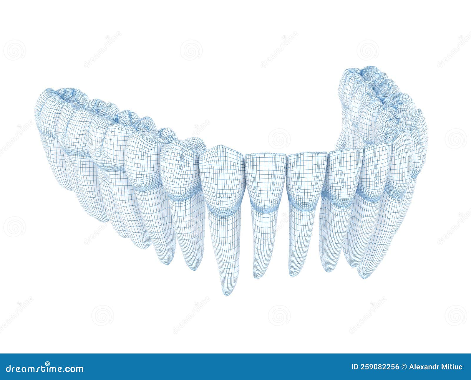 Morphology Of Mandibular Teeth. Wire 3d Model Illustration ...