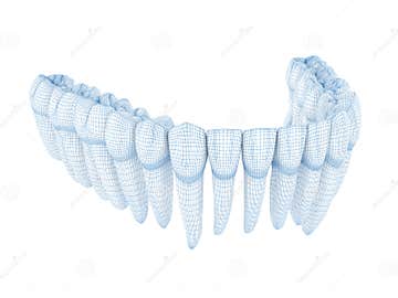 Morphology of Mandibular Teeth. Wire 3d Model Illustration Stock Photo ...