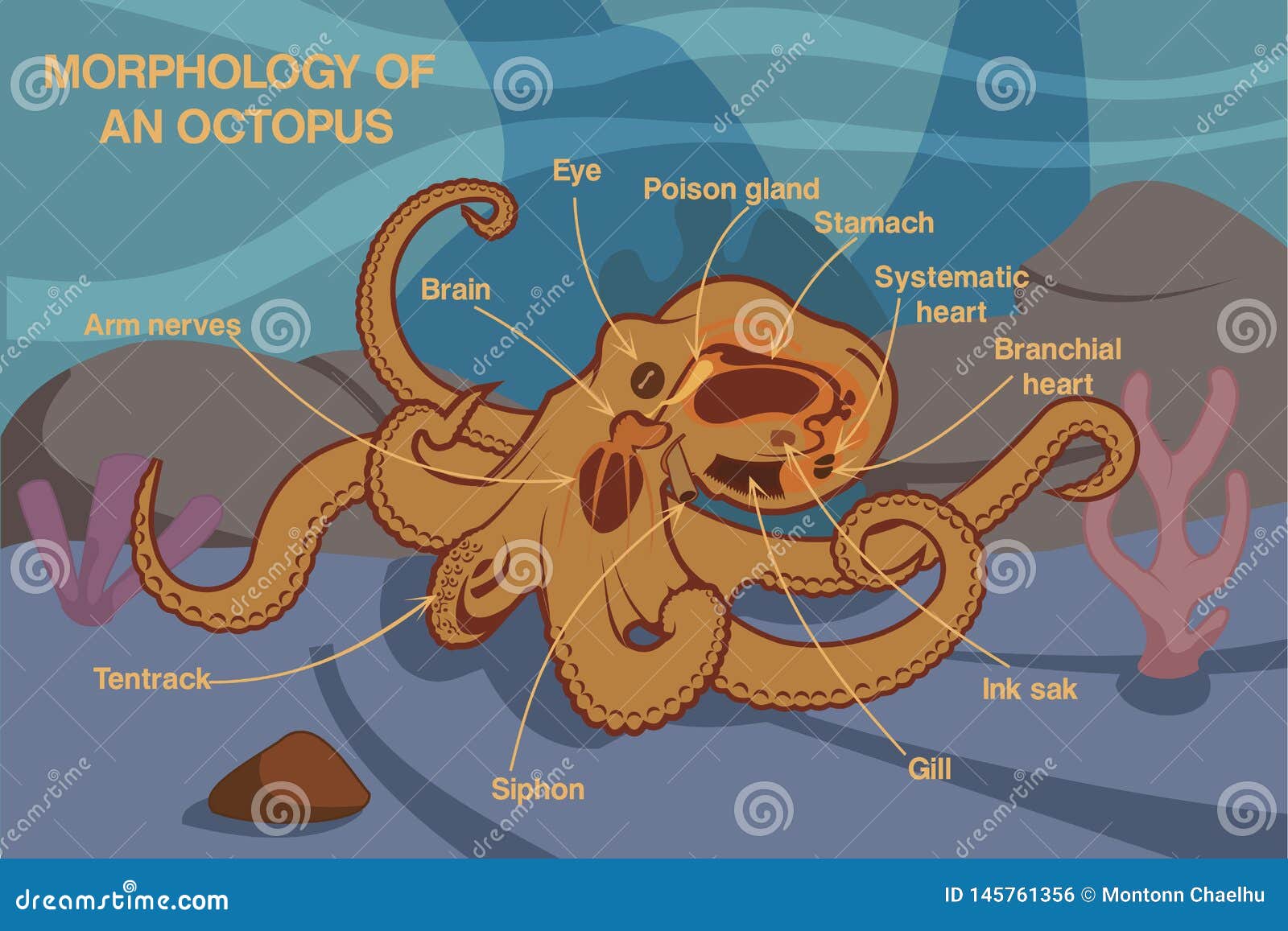 Morphology of an Octopus Vector Cartoon Design Stock Vector ...