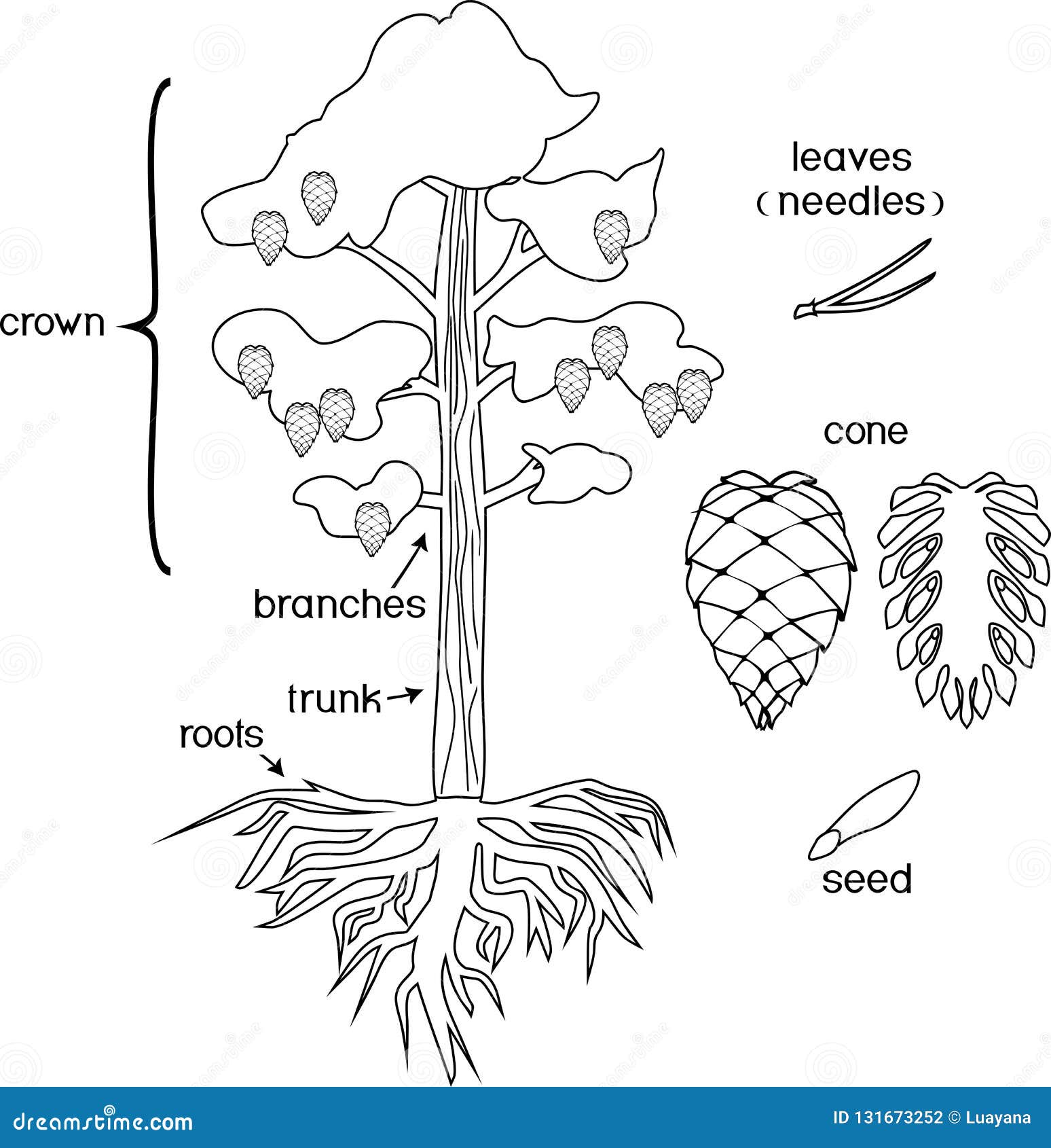 Morphology of Pine Tree with Crown, Root System and Cone with Titles ... Morphology of Pine Tree with Crown, Root System and Cone with Titles ...