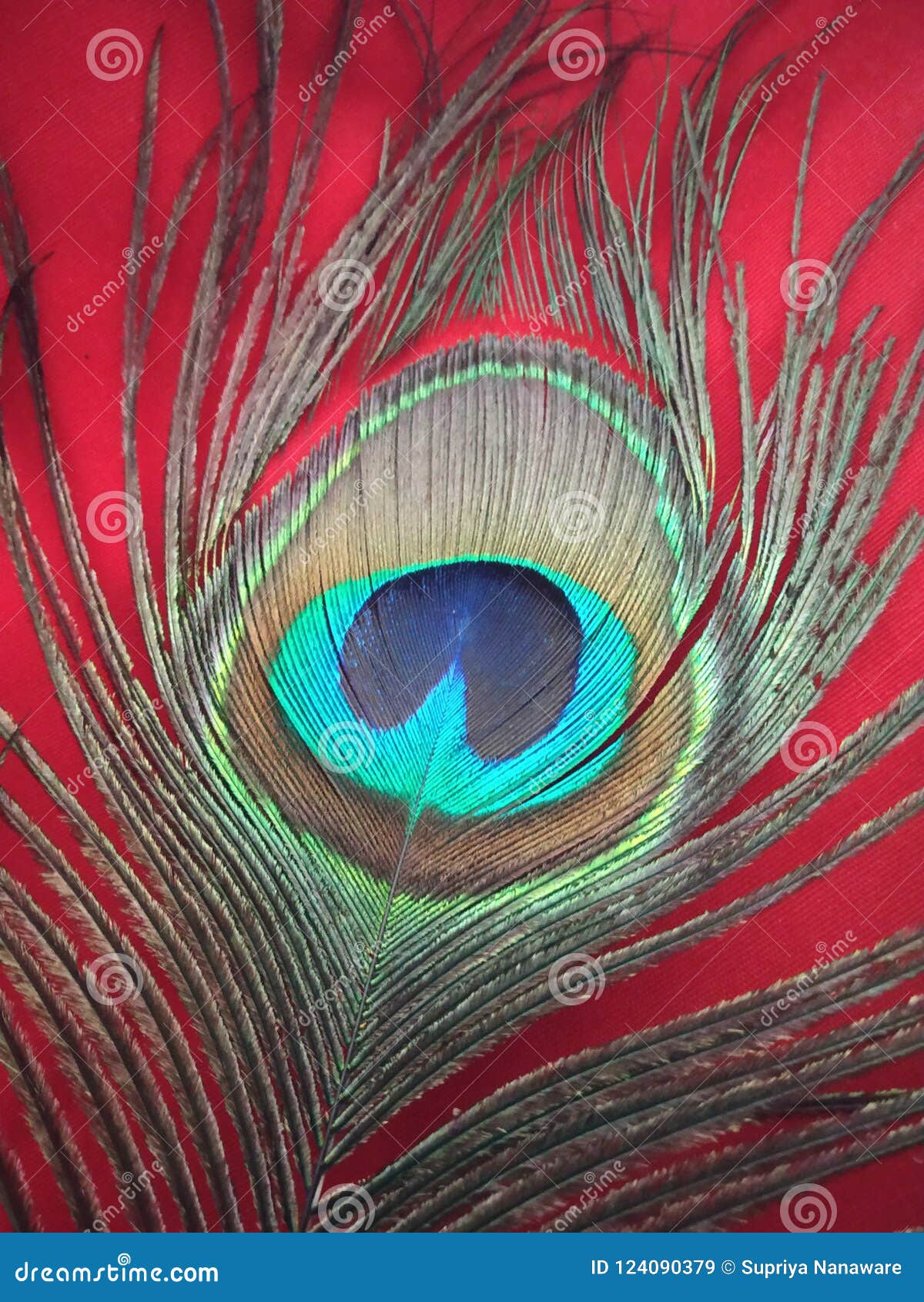 Morpis peacockfeather stock image. Image of morpis, love - 124090379