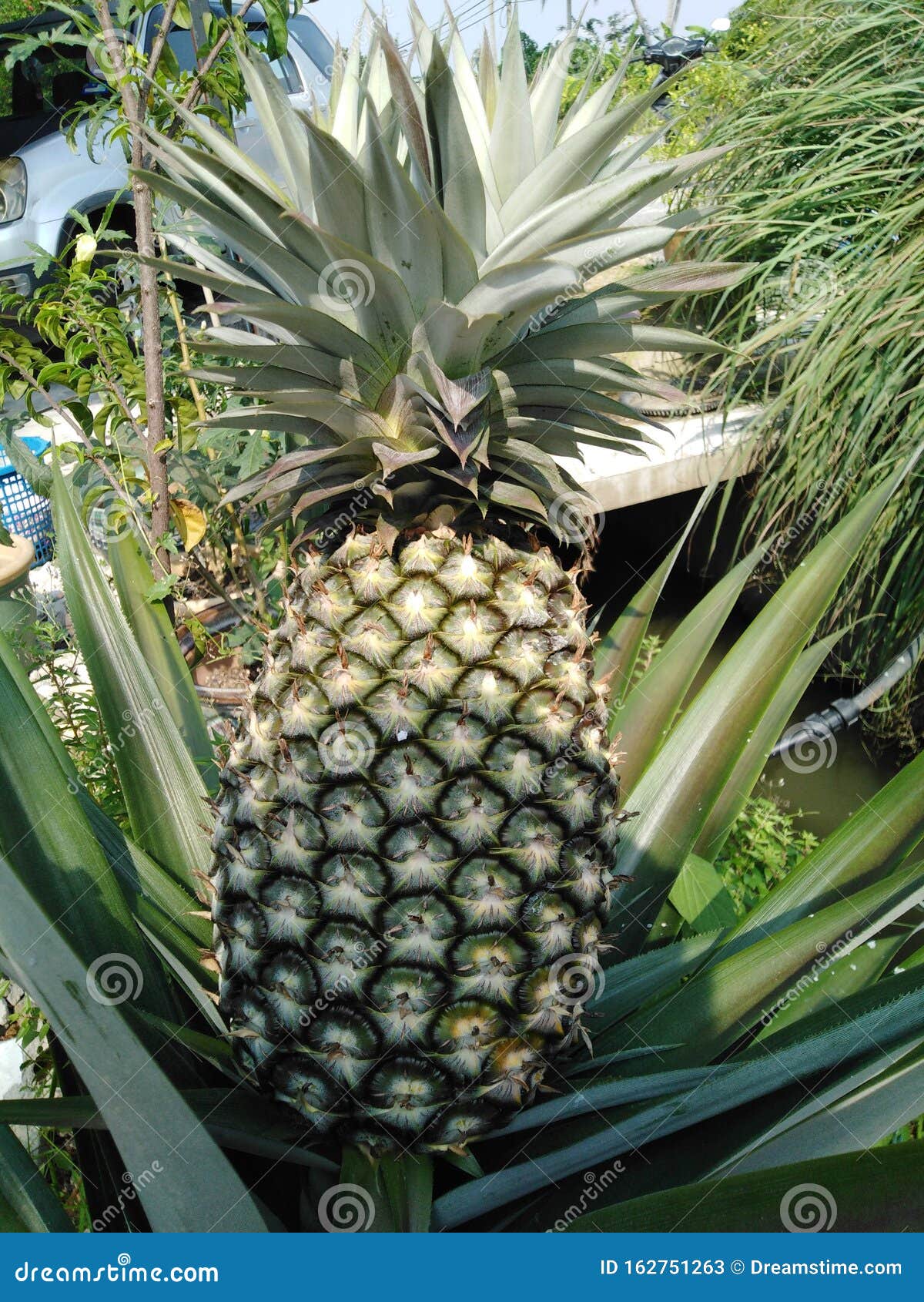 Morris pineapple stock image. Image of malaysia, morris - 162751263 Morris pineapple stock image. Image of malaysia, morris - 162751263