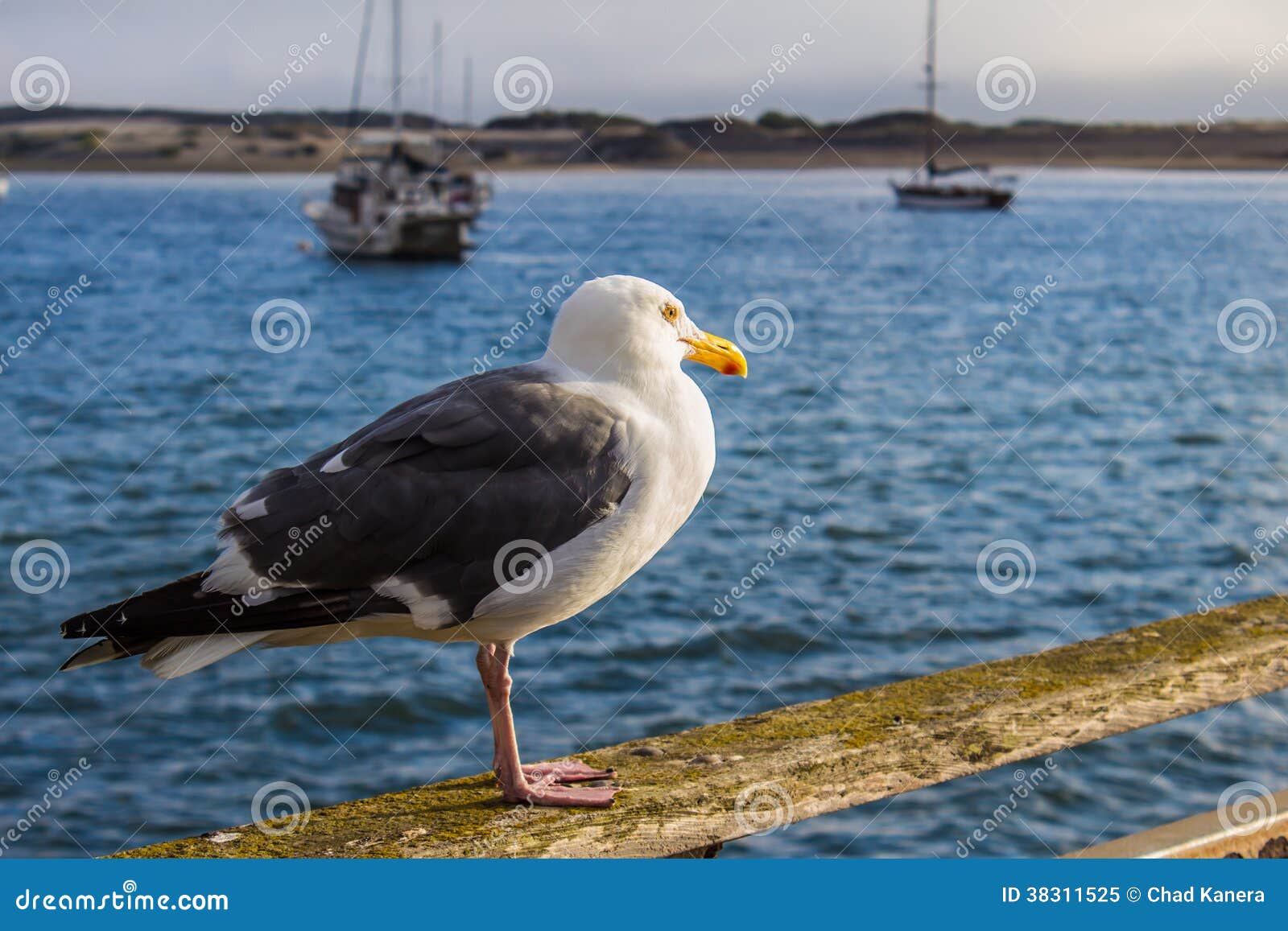 Morro Bay Gull stock image. Image of nature, boats, boat - 38311525