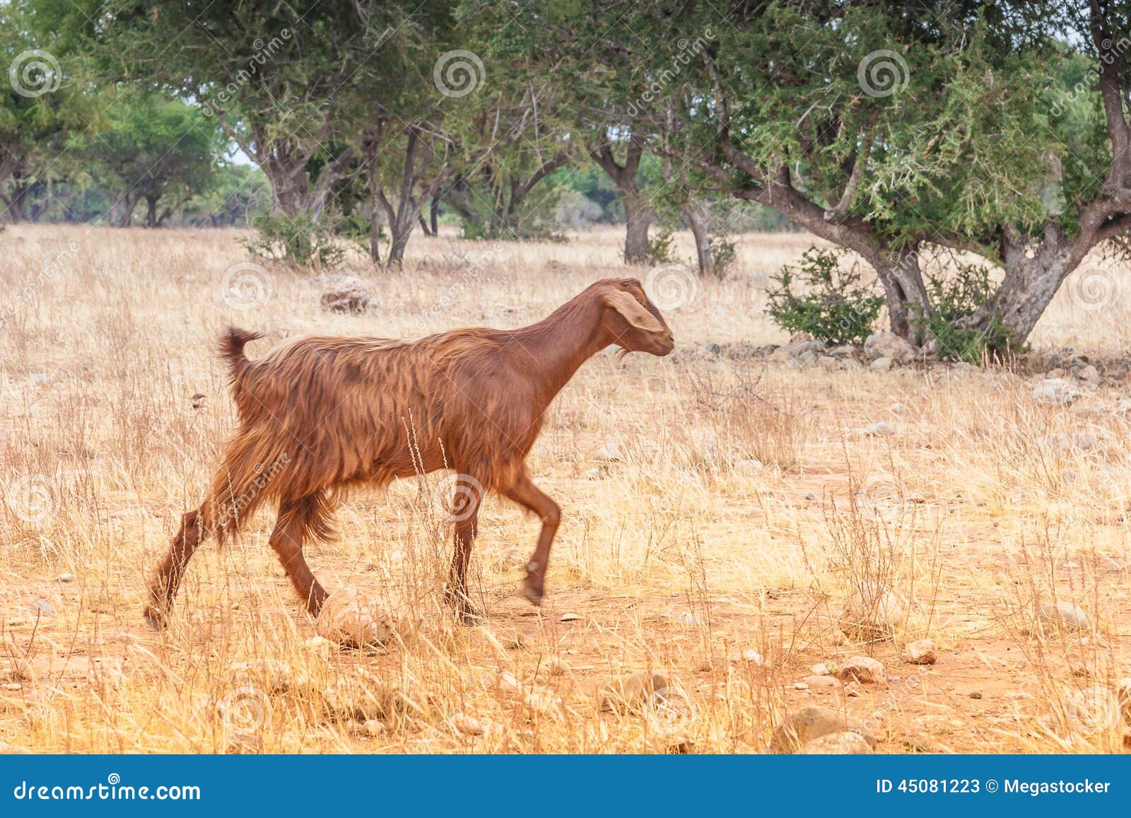 Morrocan Goats in the Field Stock Image - Image of animal, pastoral ...