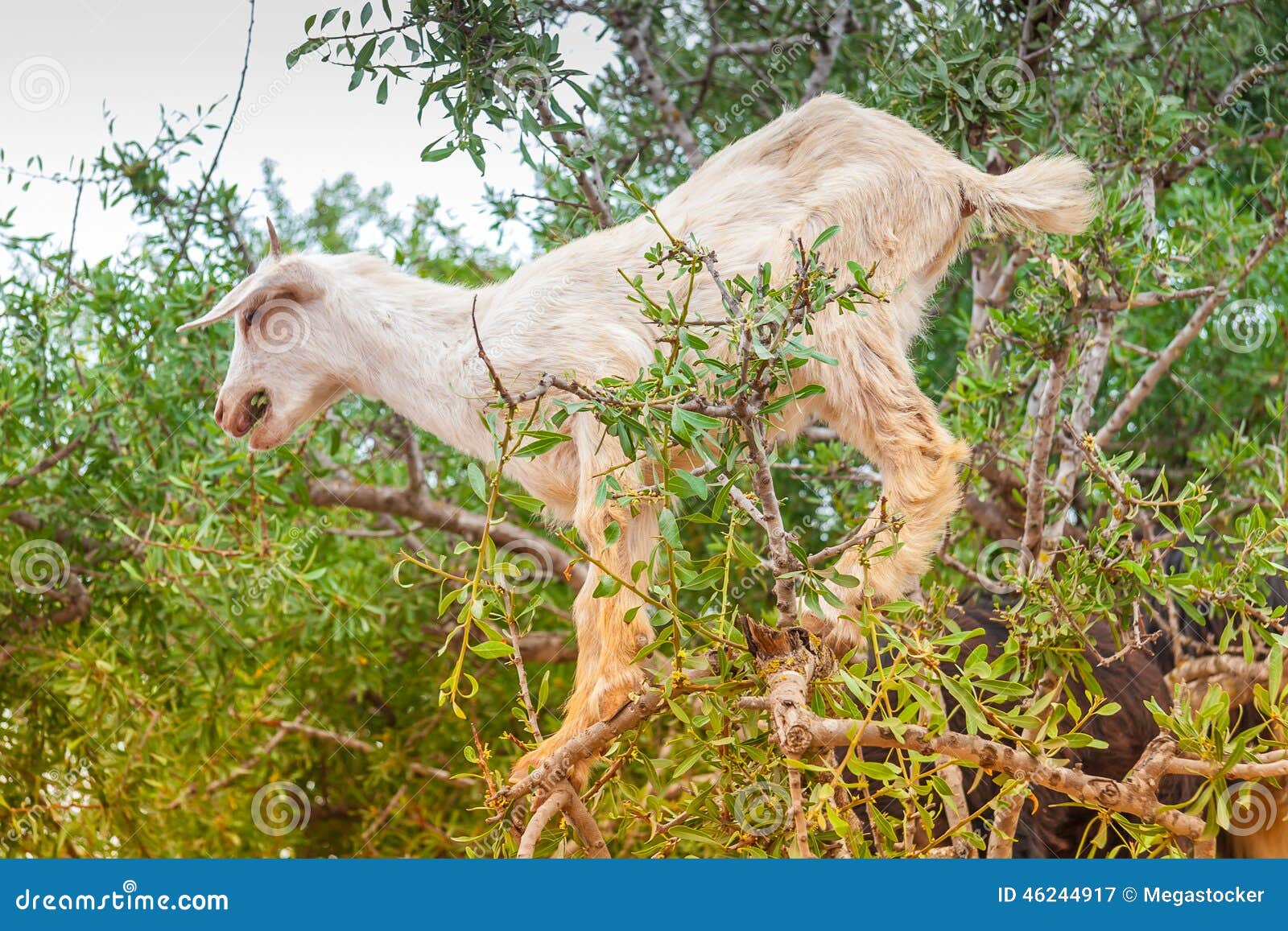 Morrocan Goats in the Field Stock Image - Image of nature, female: 46244917