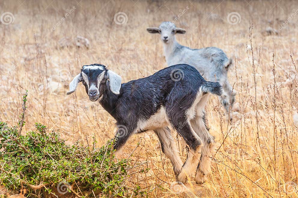 Morrocan Goats in the Field Stock Image - Image of animal, green: 46424251