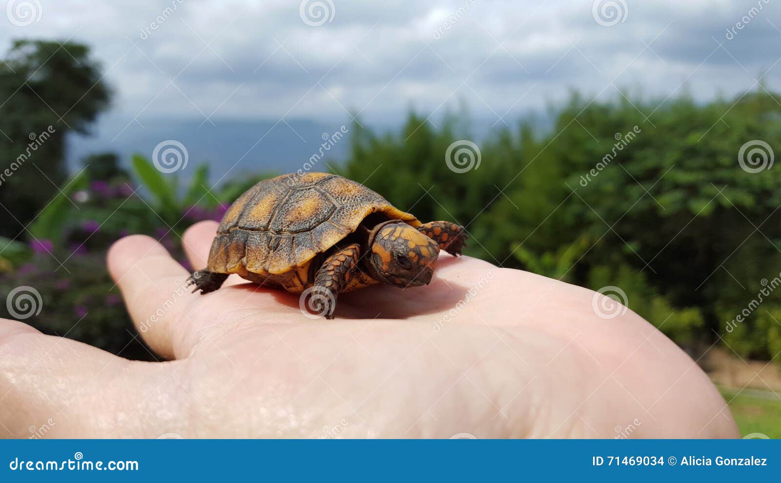 Morrocoy, Bebé Del Tortuoso Foto de archivo - Imagen de encontrado ...