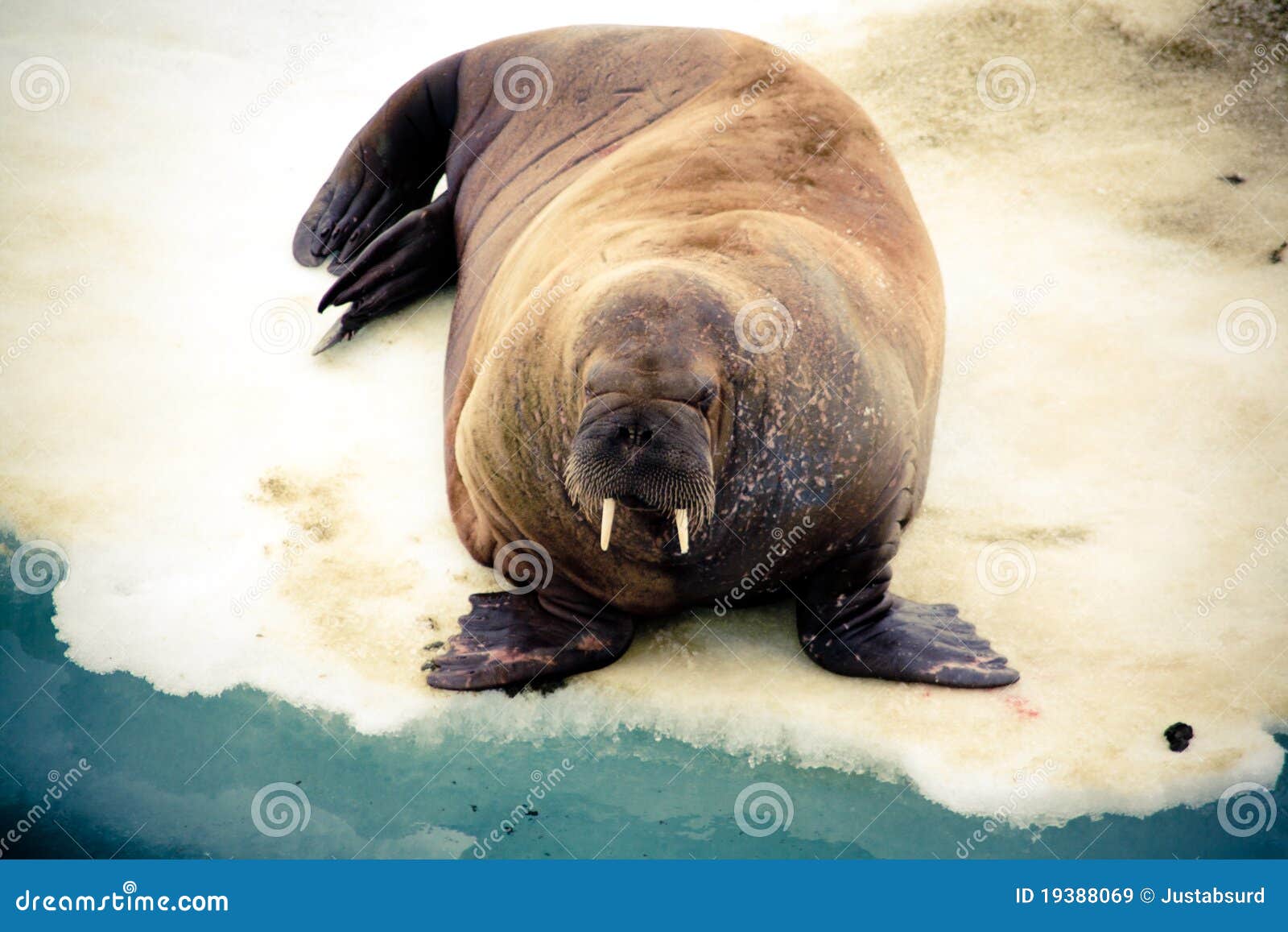 Morsa imagen de archivo. Imagen de animal, salvaje, fauna - 19388069