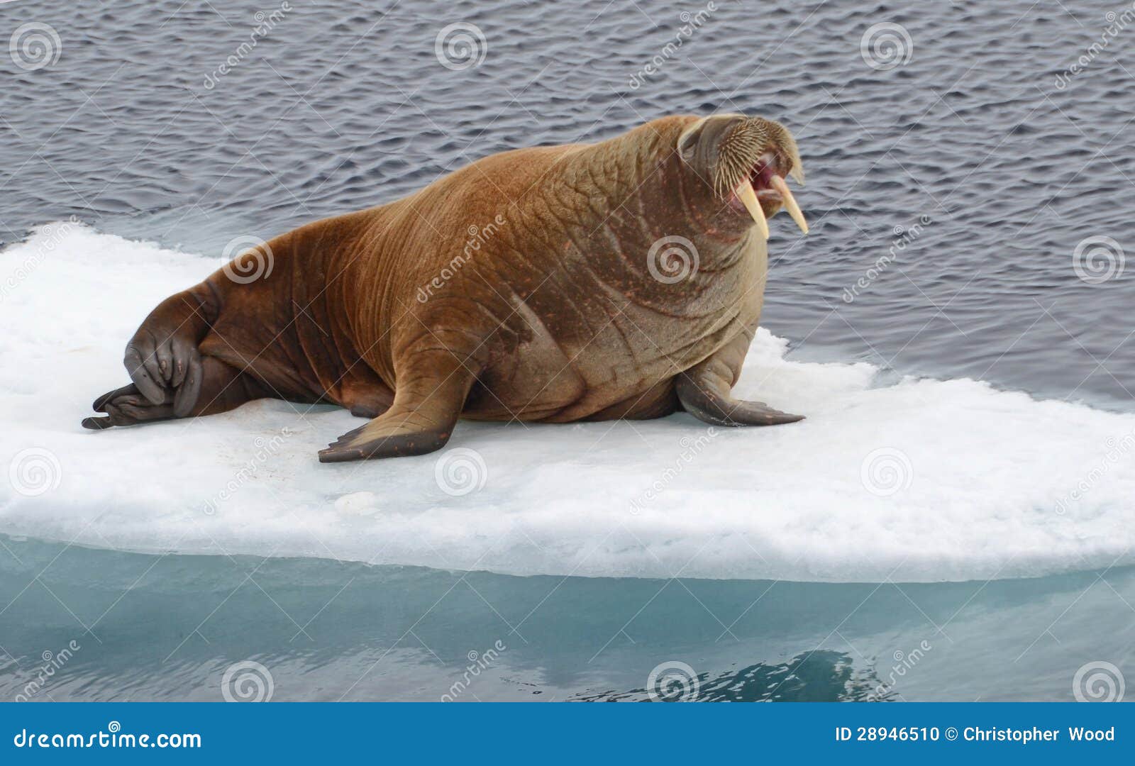 Morsa foto de archivo. Imagen de colmillos, retrato, océano - 28946510