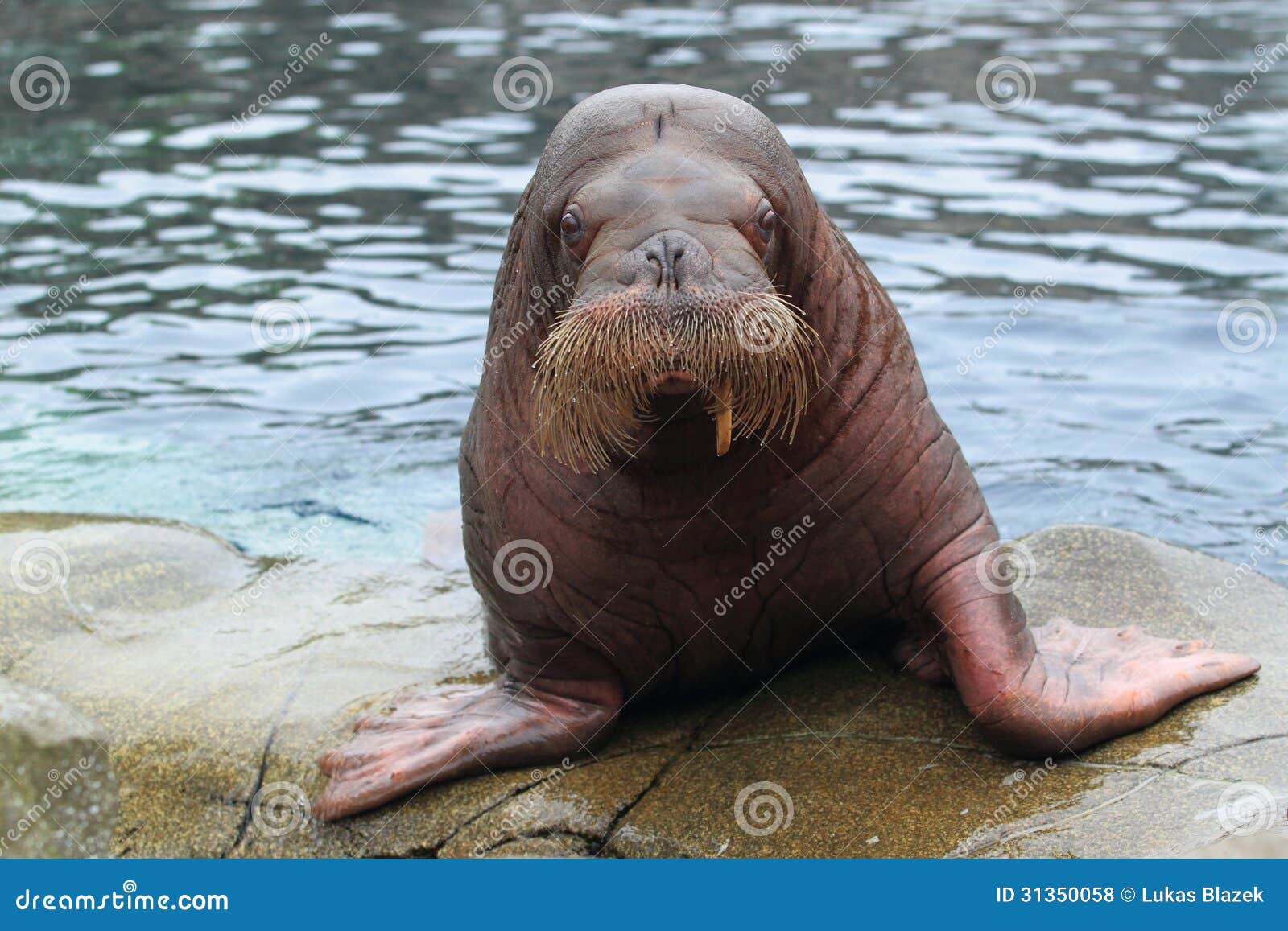 Morsa foto de archivo. Imagen de roca, océano, vida, agua - 31350058
