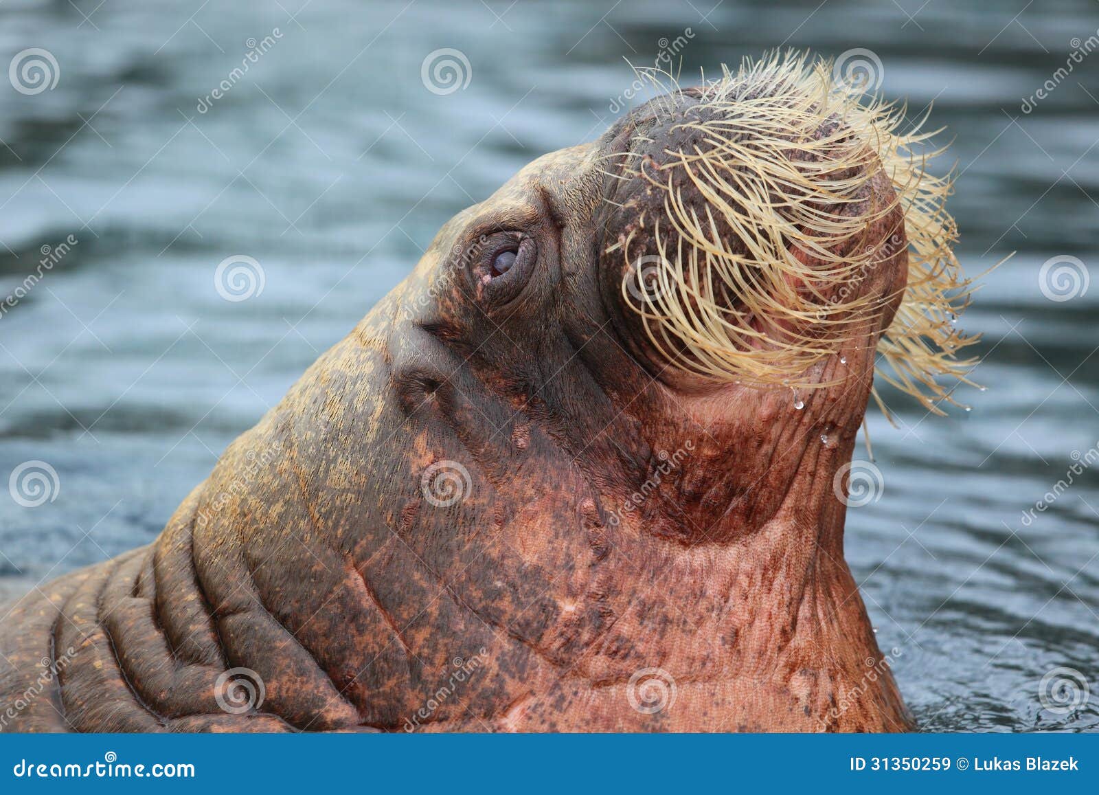 Morsa imagen de archivo. Imagen de marina, cubo, adulto - 31350259