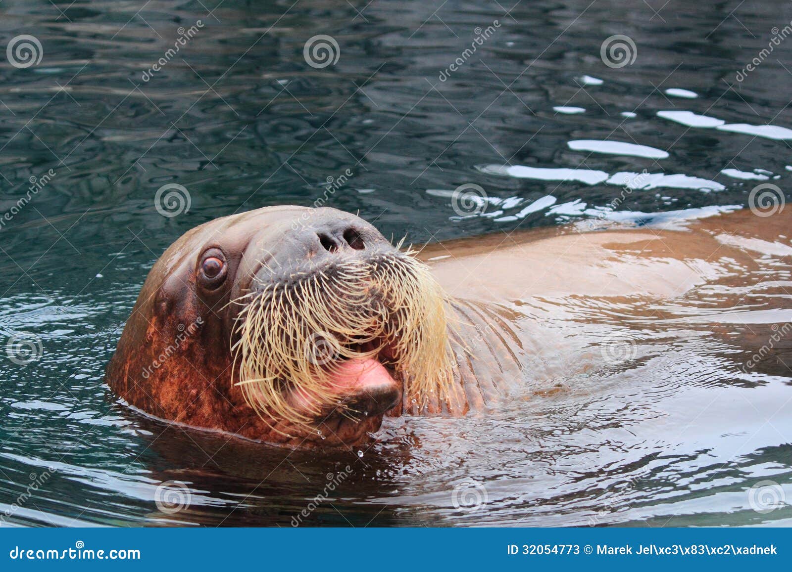 Morsa imagen de archivo. Imagen de detalle, pista, polarizado - 32054773