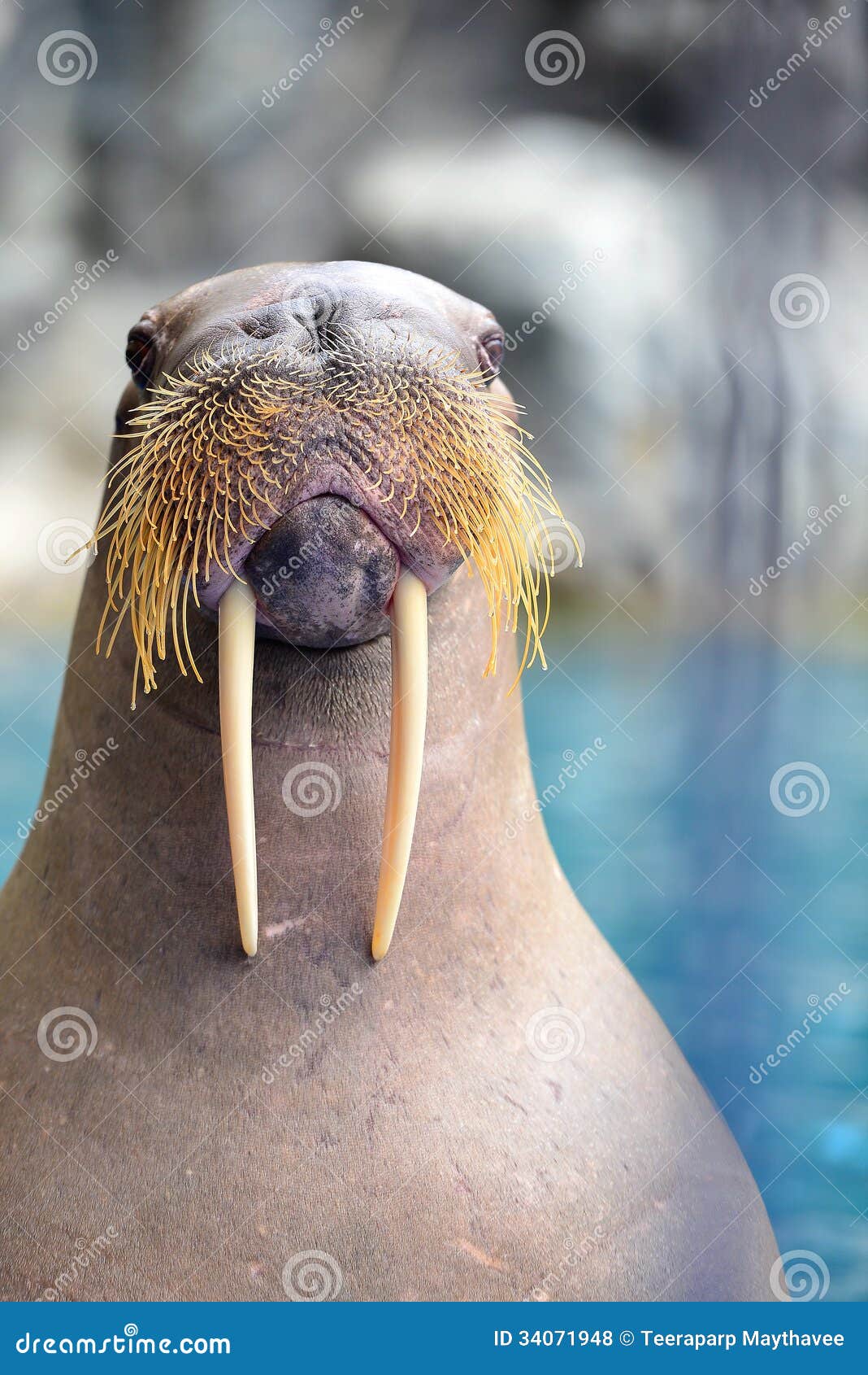 Morsa foto de archivo. Imagen de soporte, morada, océano - 34071948