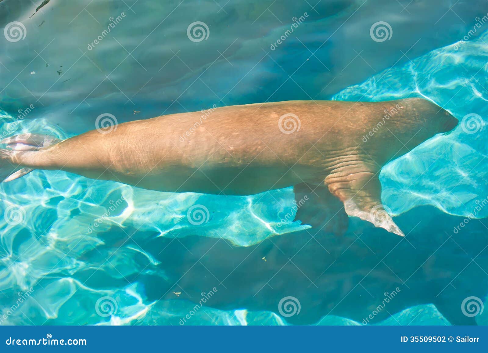 Morsa foto de stock. Imagem de oceano, wildlife, corpo - 35509502