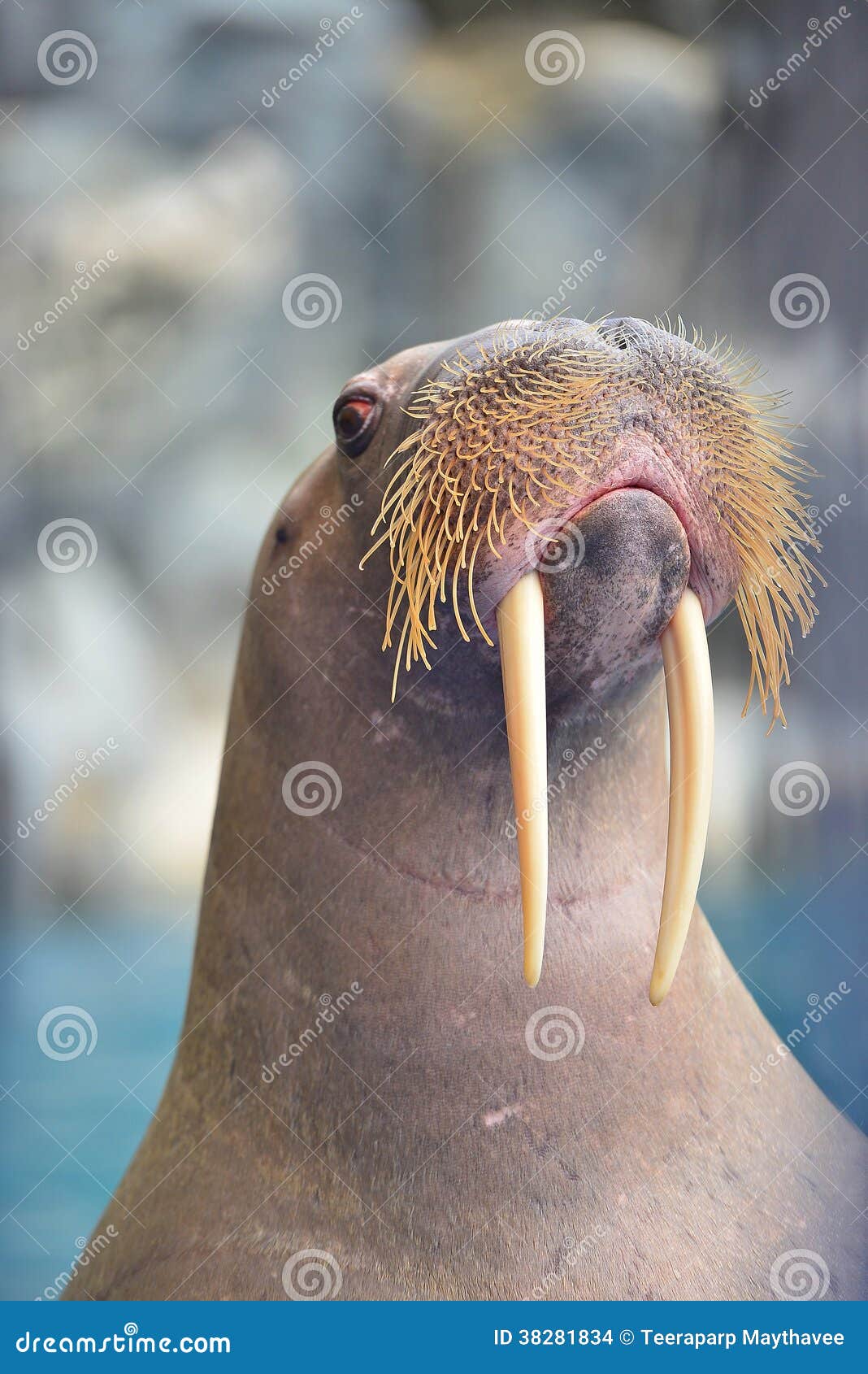 Morsa foto de archivo. Imagen de mirada, marina, agua - 38281834