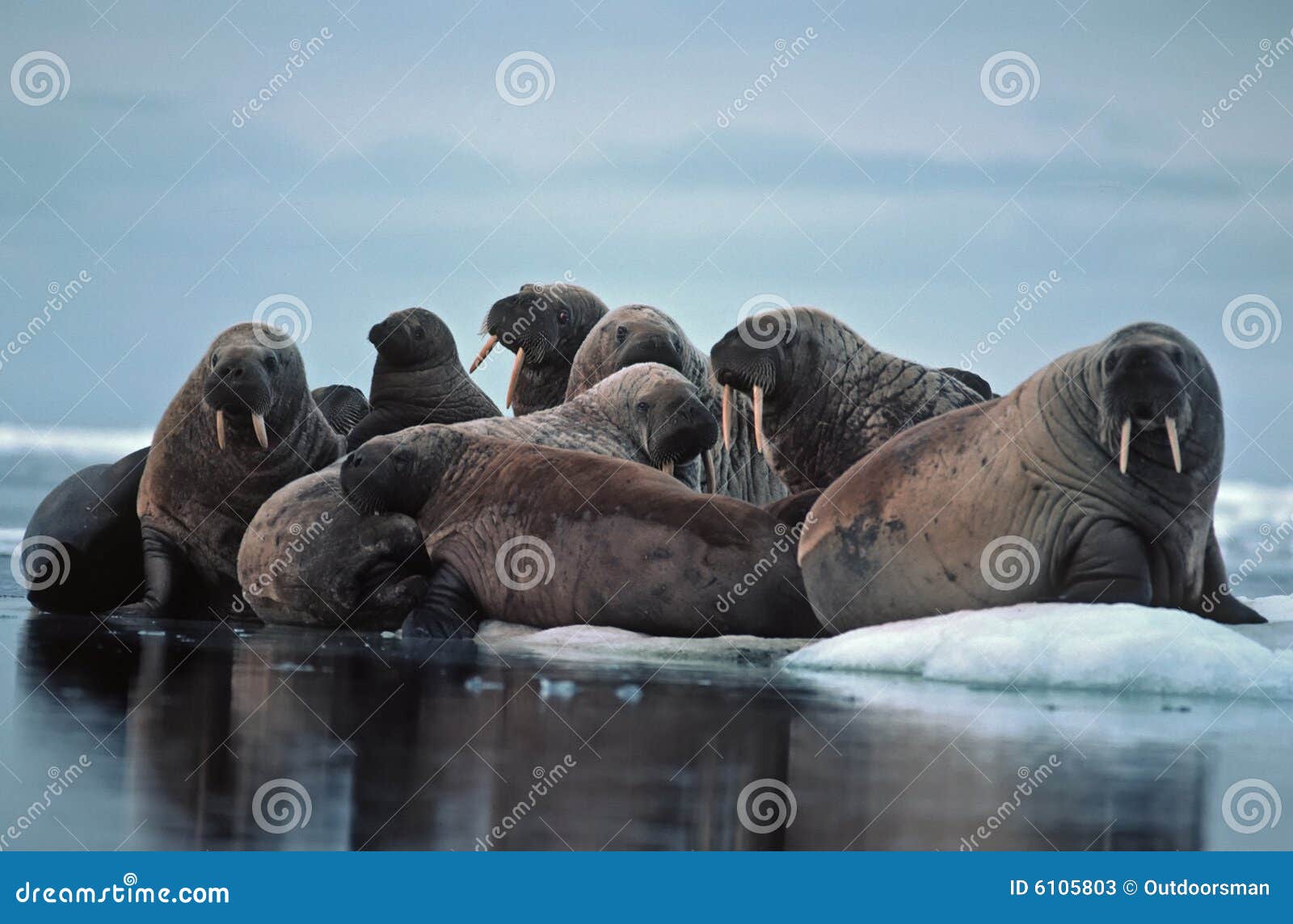 Morsa imagen de archivo. Imagen de exterior, morada, cubo - 6105803