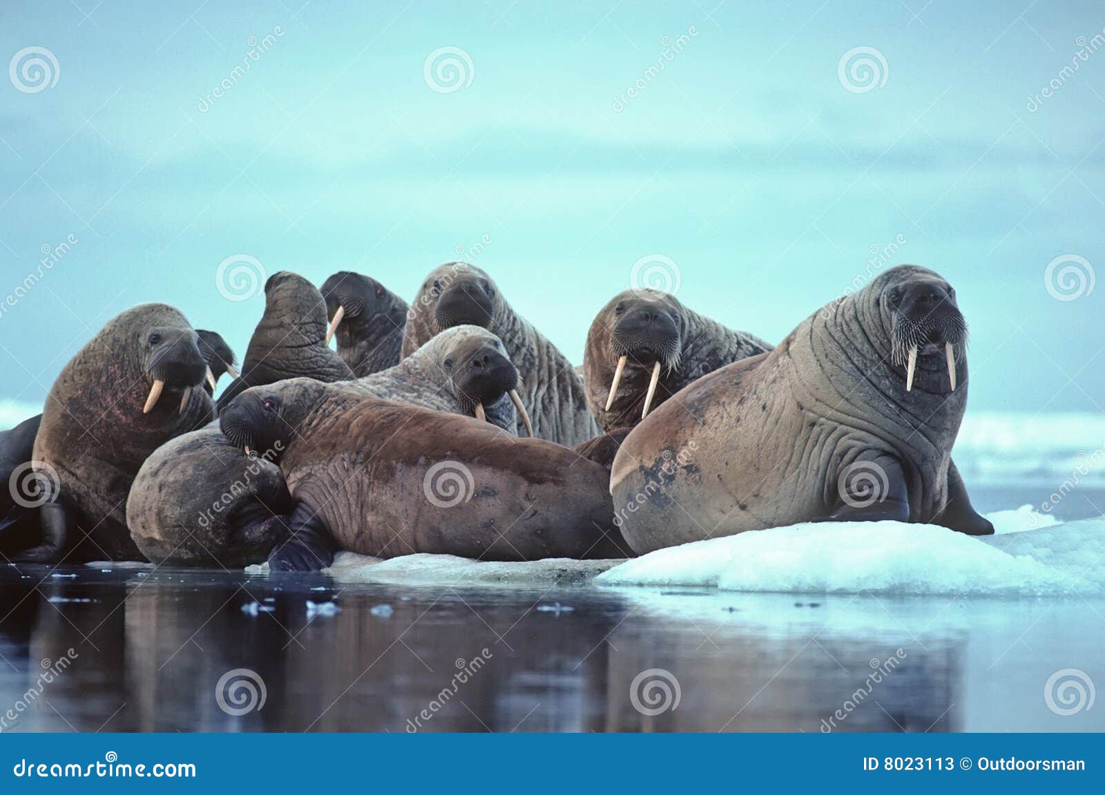 Morsa imagem de stock. Imagem de wildlife, presas, grupo - 8023113