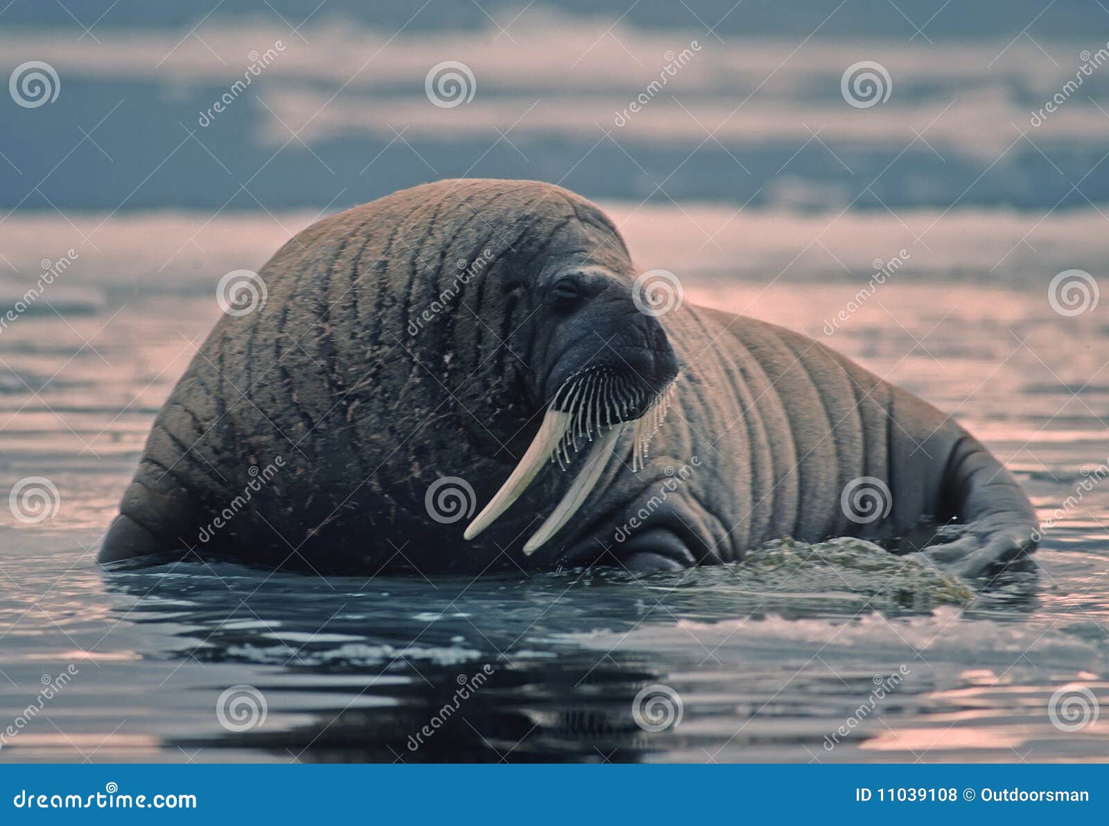 Morsa En El ártico Canadiense Foto de archivo - Imagen de flotar ...
