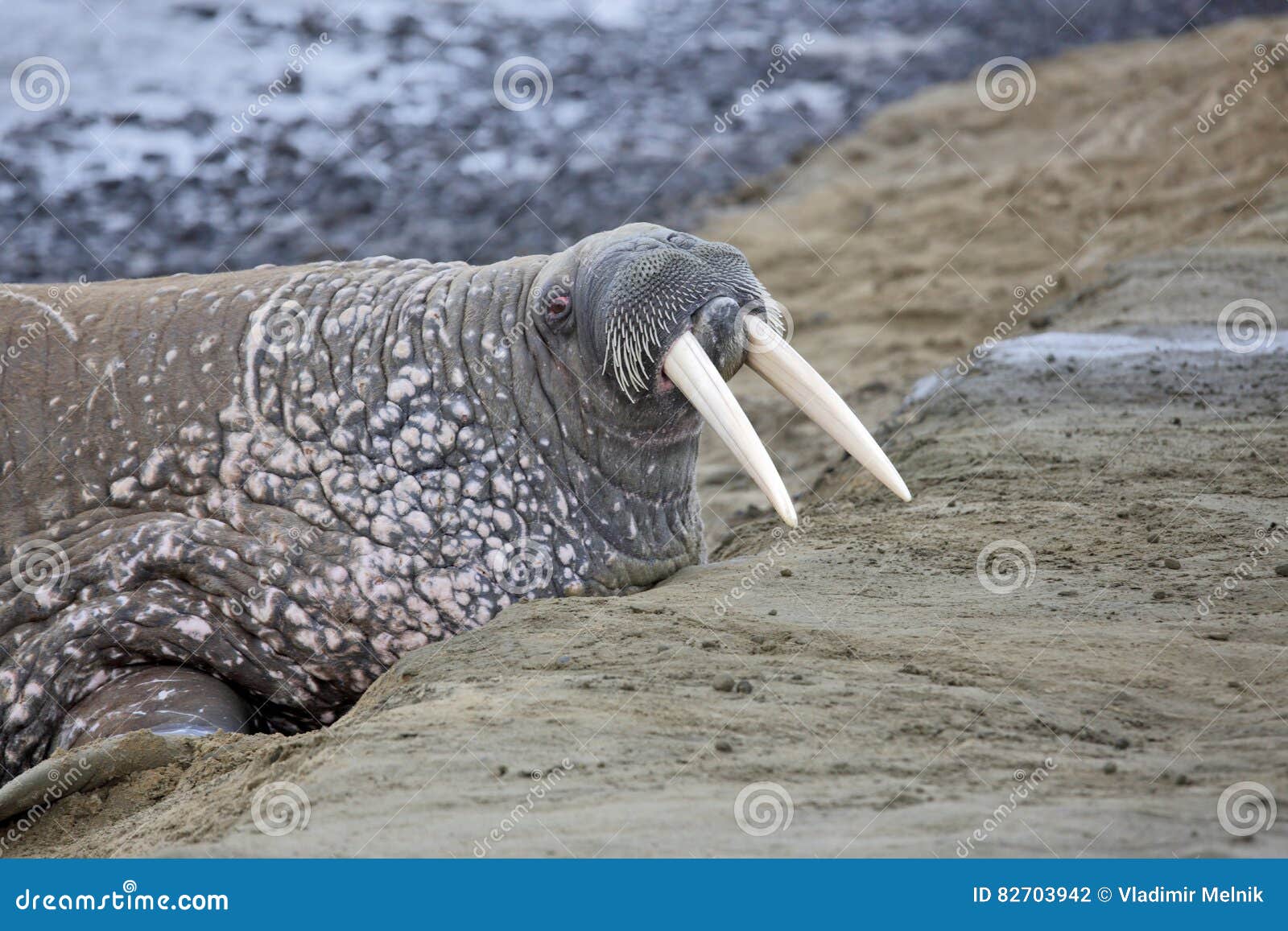 Morsa en la playa foto de archivo. Imagen de global, archipiélago ...