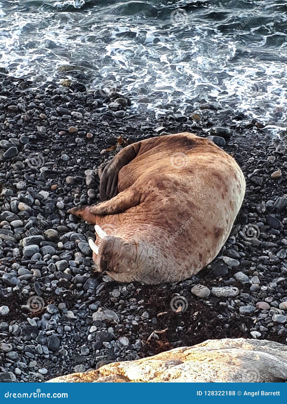 Morsa perezosa foto de archivo. Imagen de morada, criajo - 128322188