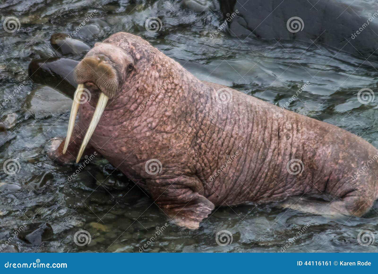 Morsa redonda de la isla imagen de archivo. Imagen de marina - 44116161