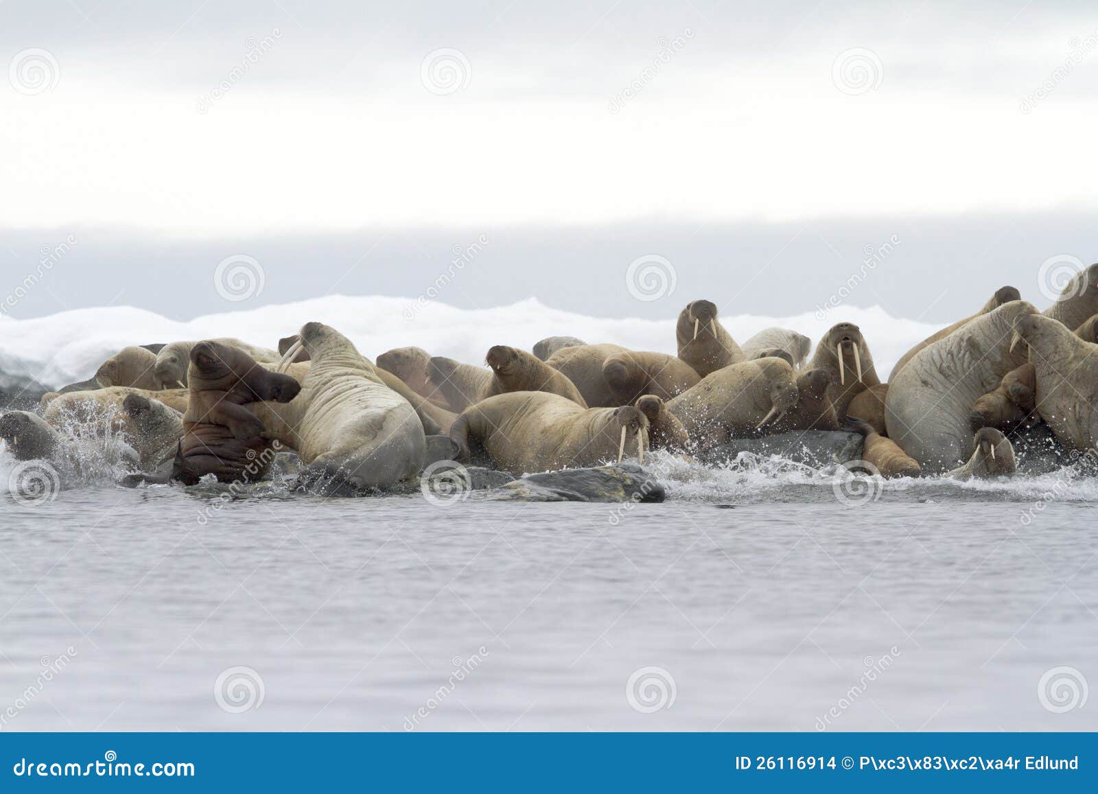 Morsas Que Dirigen Hacia El Mar. Foto de archivo - Imagen de helada ...