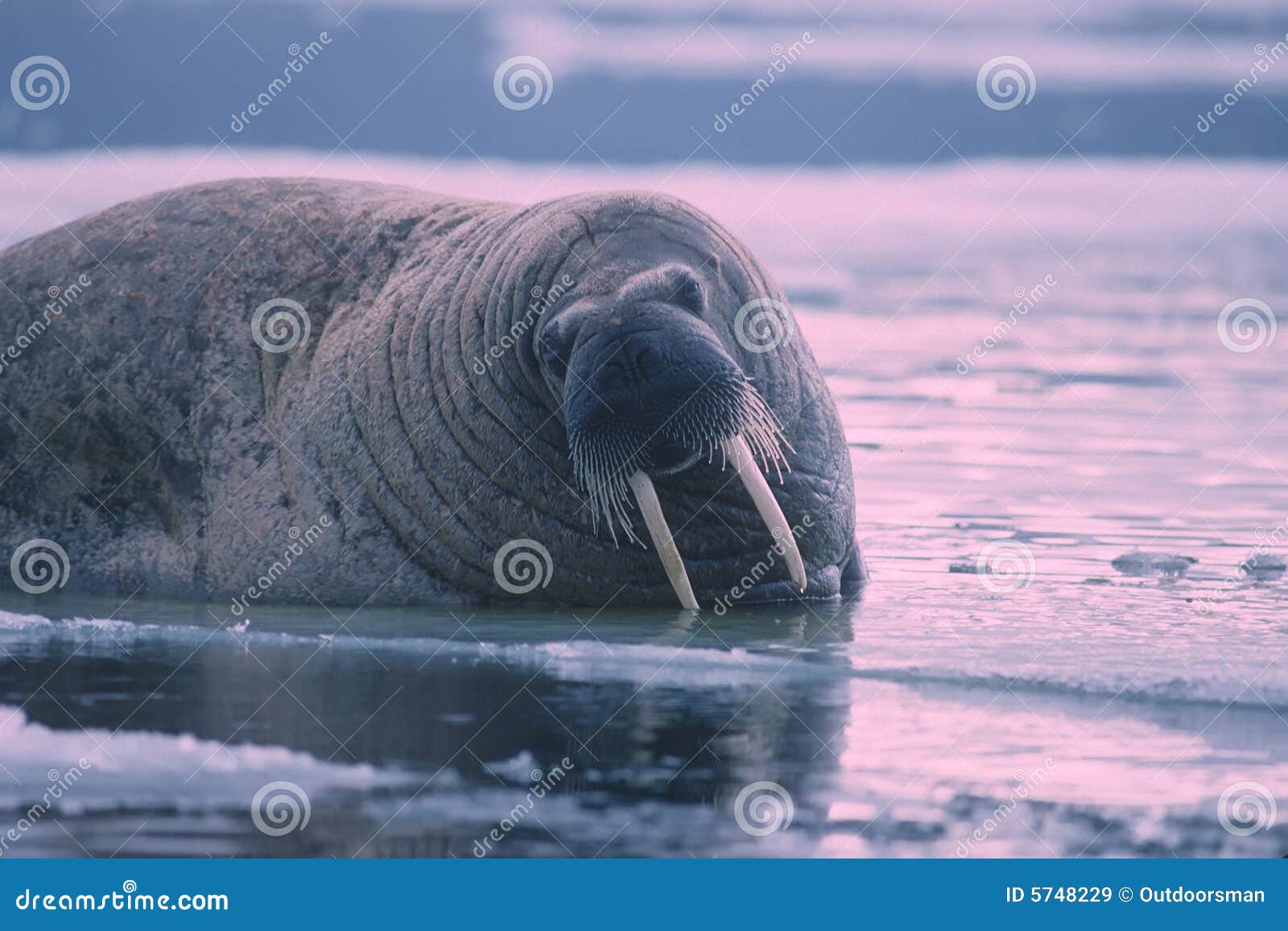 Morse image stock. Image du ivoire, animal, morses, arctique - 5748229