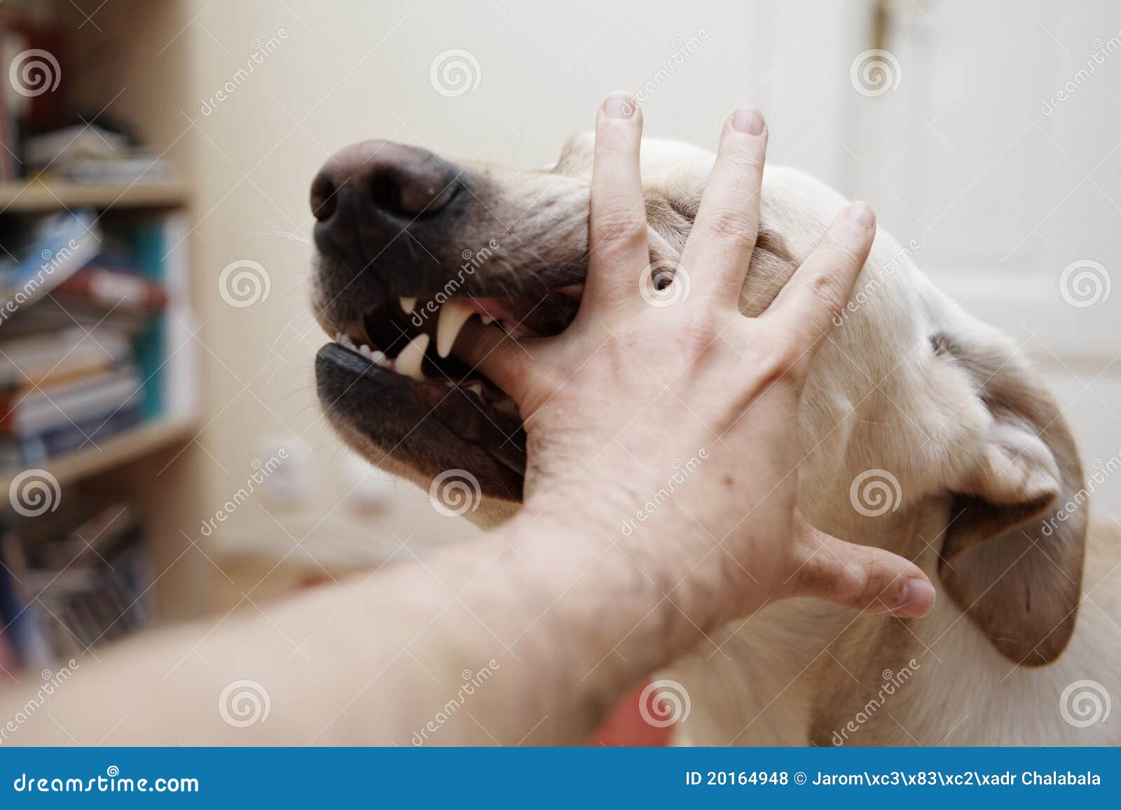 Morso di cane fotografia stock. Immagine di fuoco, aggressione - 20164948