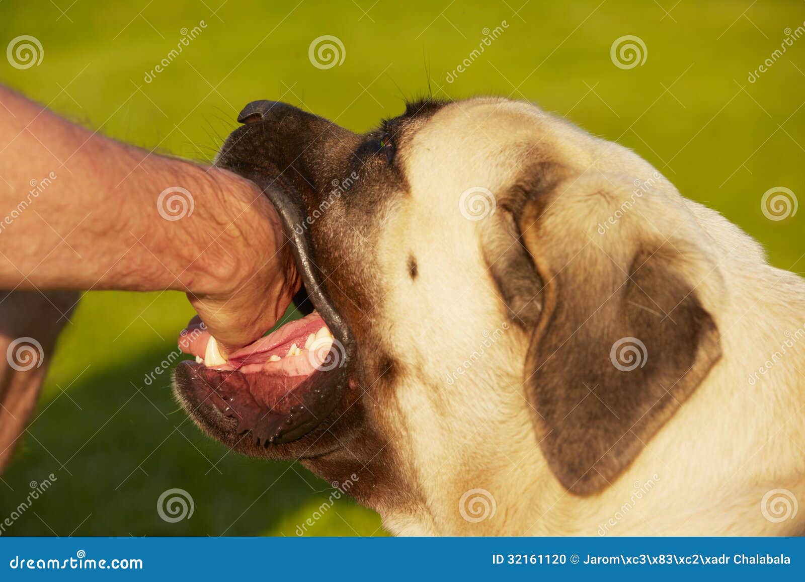 Morsure de chien photo stock. Image du intimidation, attention - 32161120